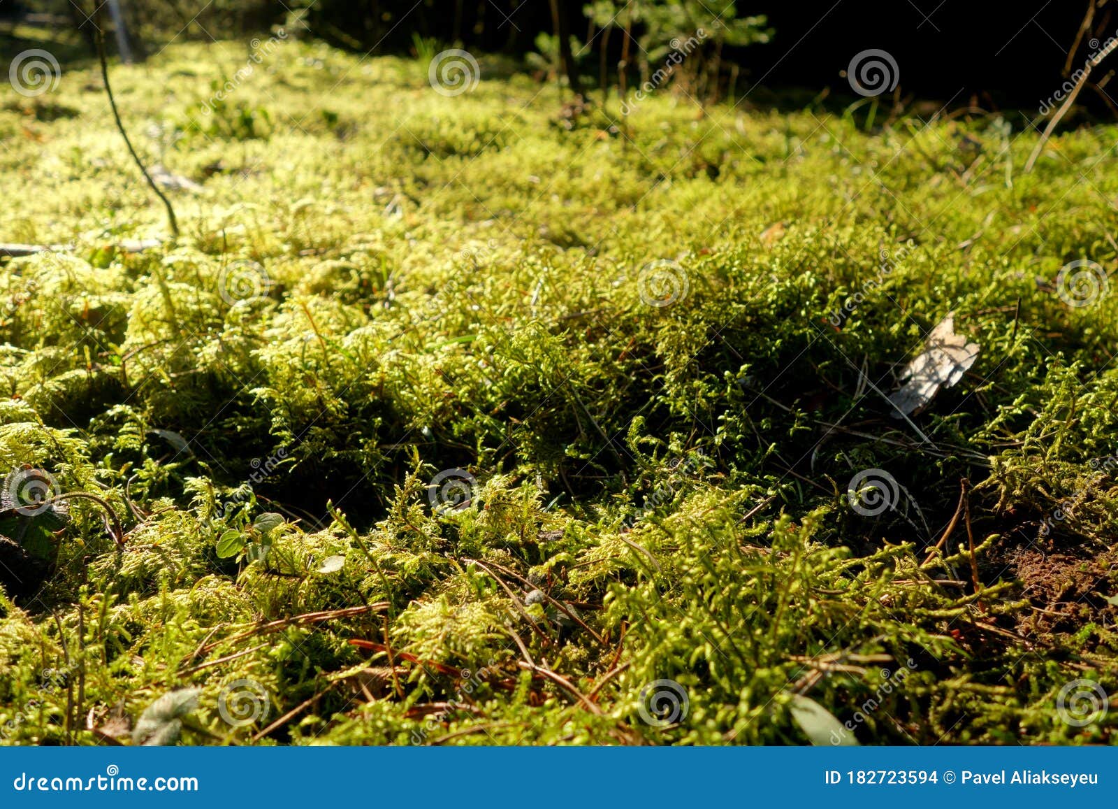 Natural Moss Texture Close-up Stock Photo - Image of effect, moss ...