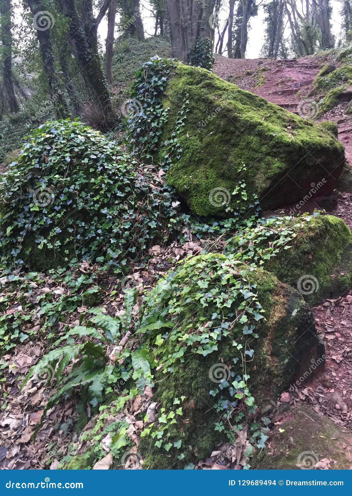 Natural Moss in the Woods stock photo. Image of path - 129689494