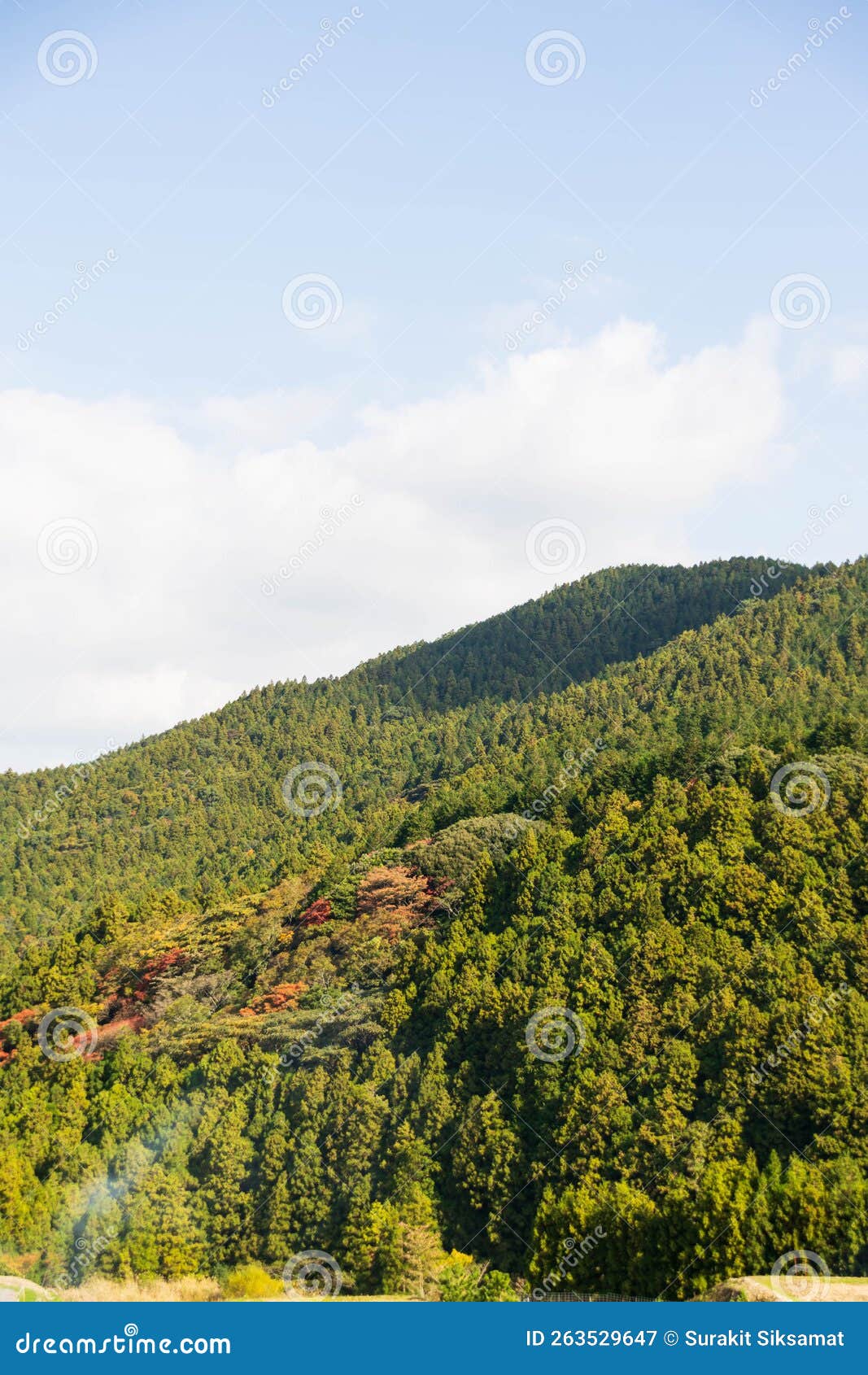 Natural Mountain Range View with Pine Tree Forest on the Mountain Under ...