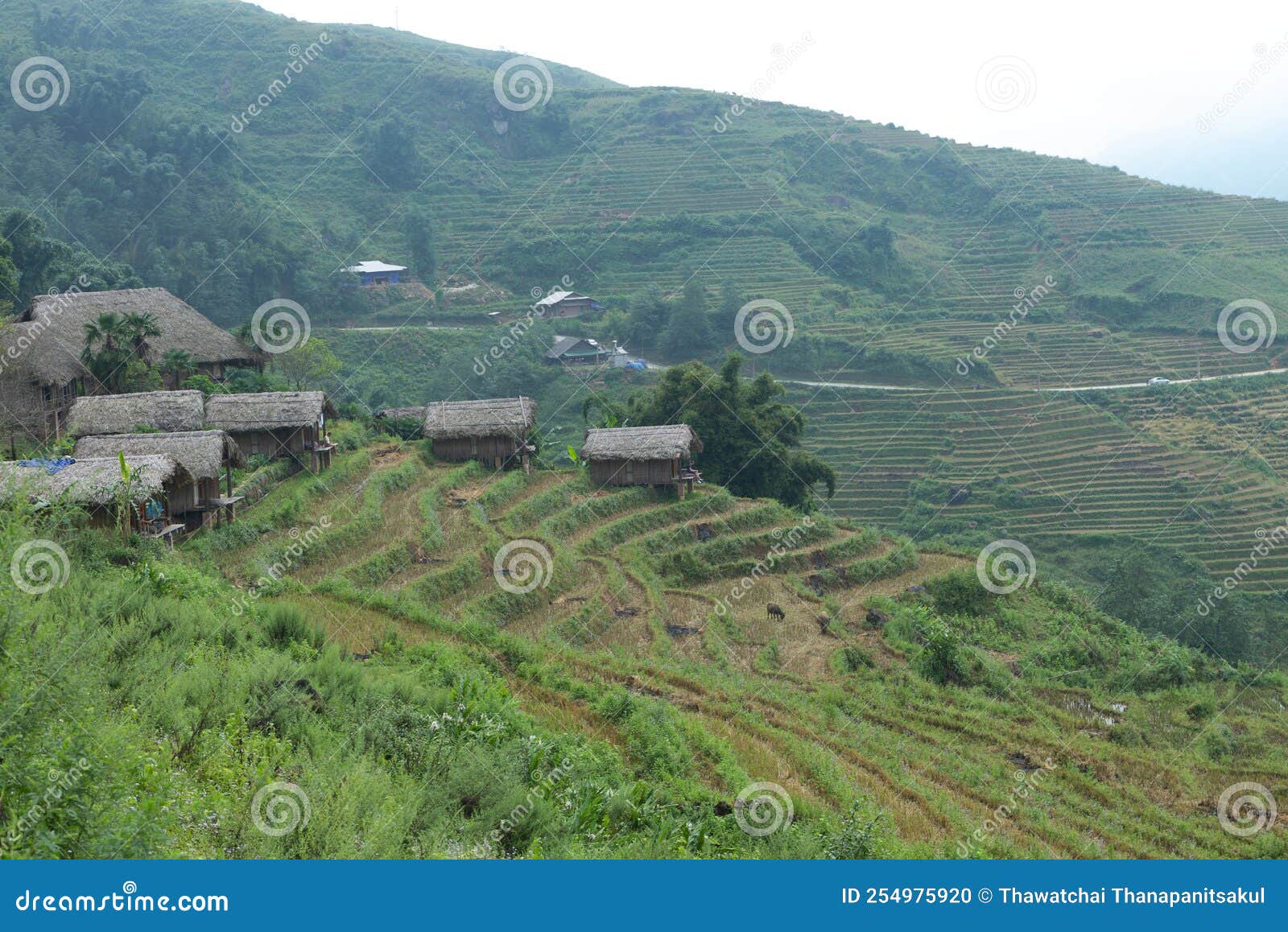 Natural Mountain Rice Filed, Vietnam Stock Photo - Image of mountain ...