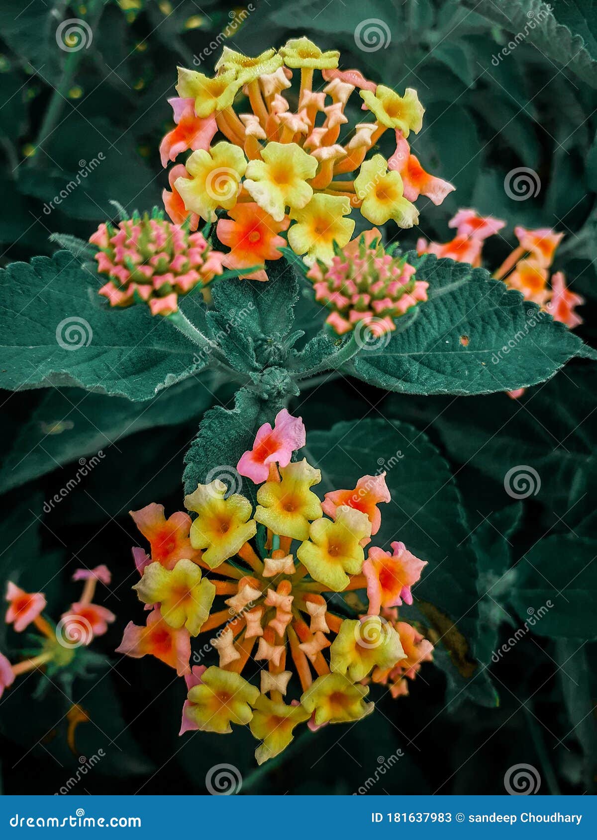 Natural Multicolour Flower stock image. Image of natural - 181637983