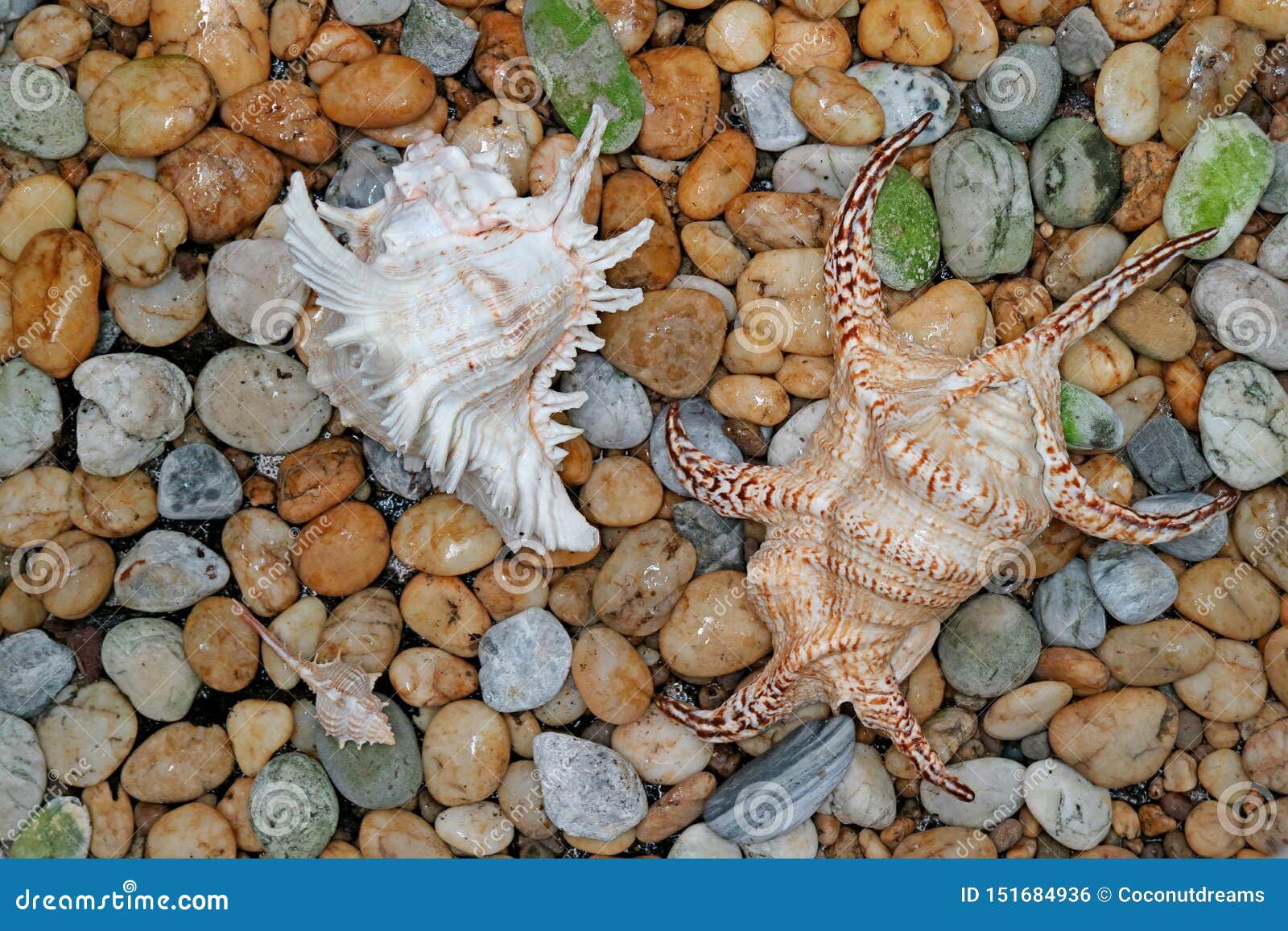 Natural Murex Ramosus Shell and Spider Shell on the Pebble Stone Beach ...