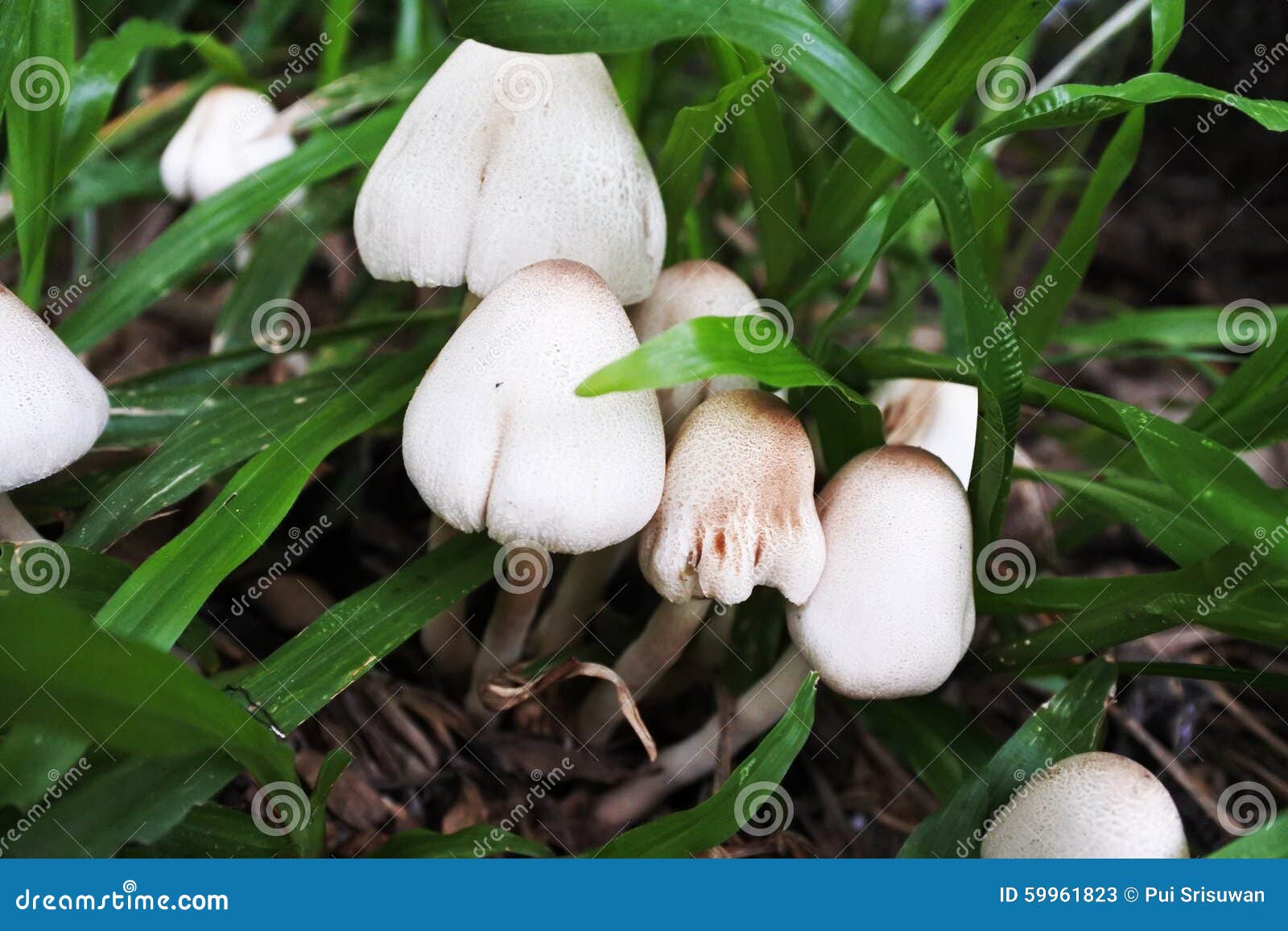 Natural mushrooms stock image. Image of natural, nature - 59961823