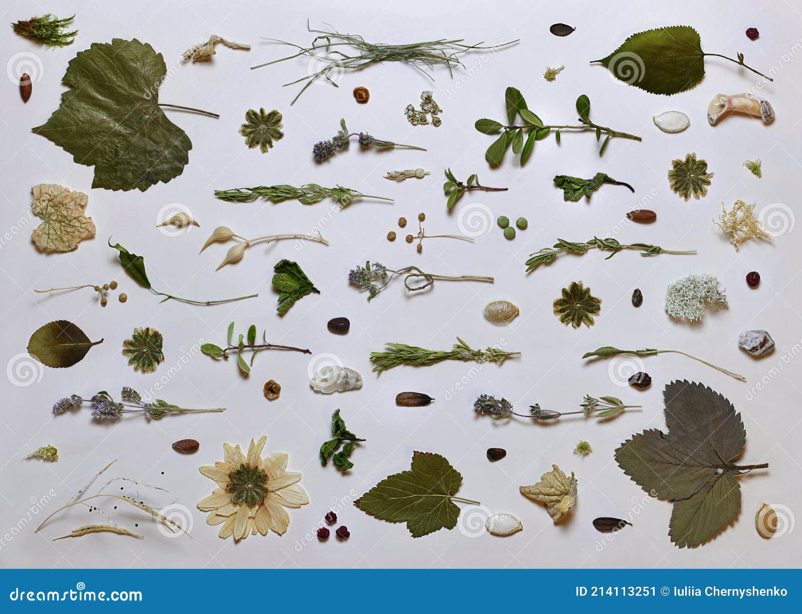 Natural Natural and Plant Objects on a Light Background. Stock Image ...