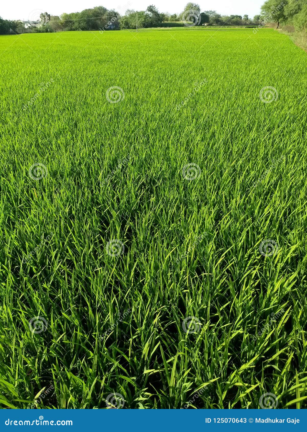 Green land stock image. Image of natural, land, nature - 125070643