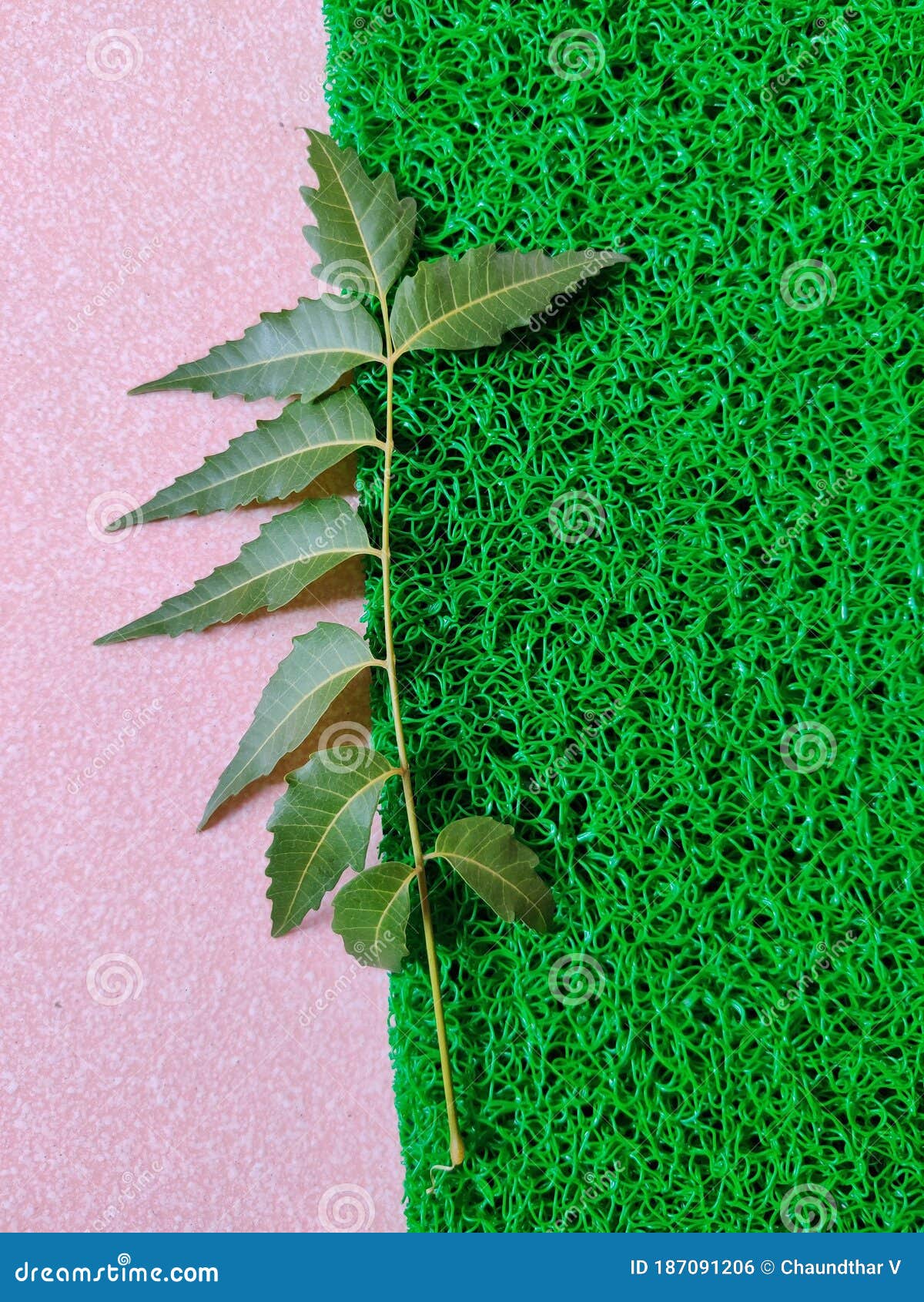 Natural Neem Leaves. Daylight Stock Photo - Image of green, neem: 187091206