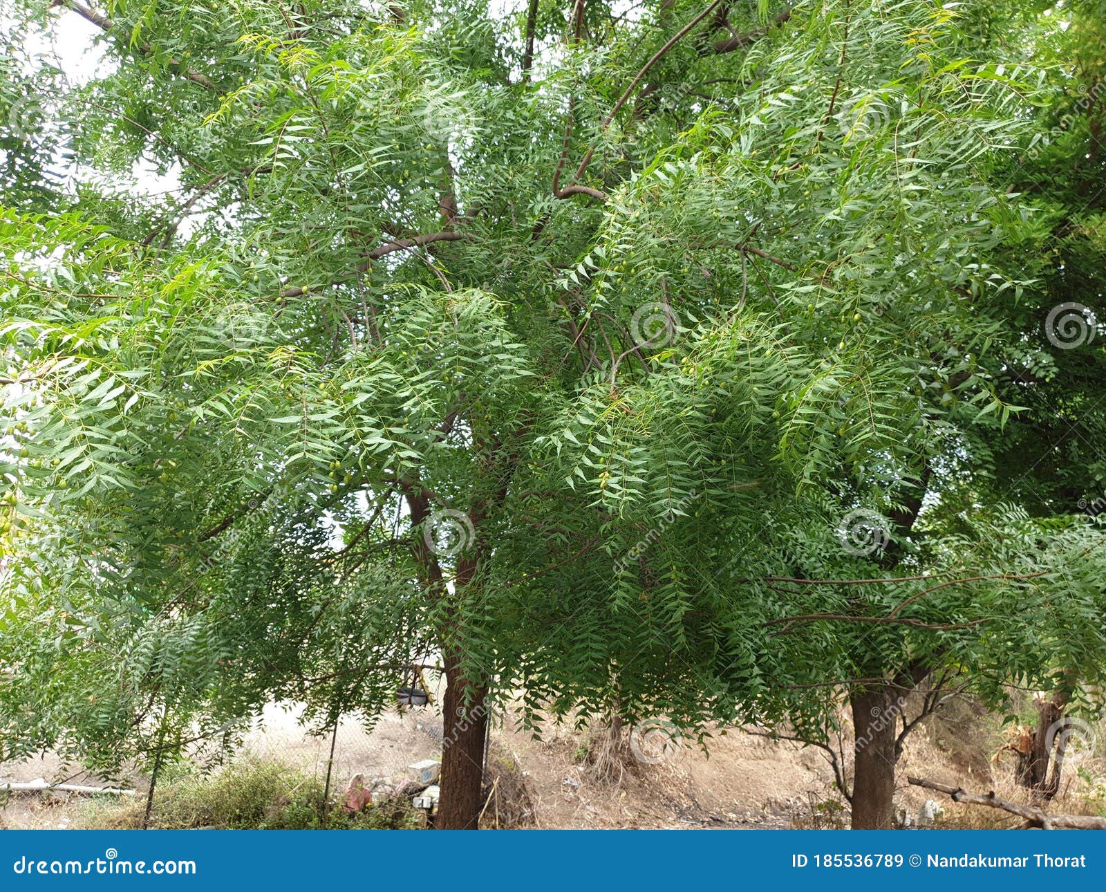 This is a Natural Neem Tree Stock Image - Image of maharashtra ...