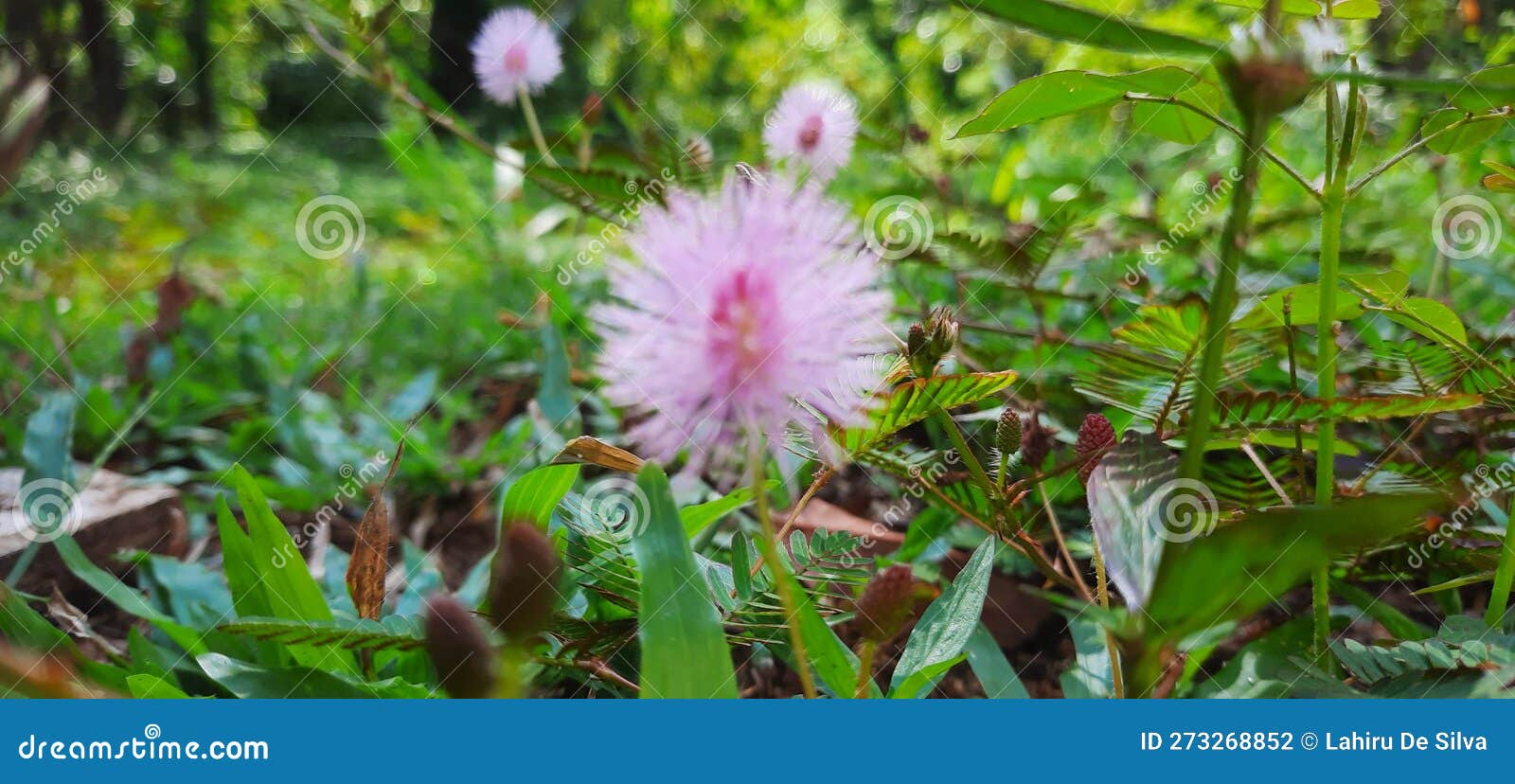 Natural nidikumba flower stock photo. Image of wild - 273268852