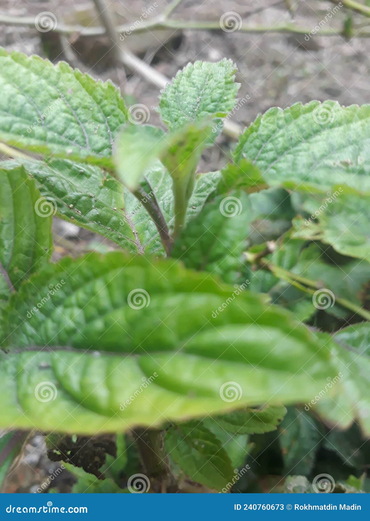 Natural no editing stock image. Image of soil, natural - 240760673