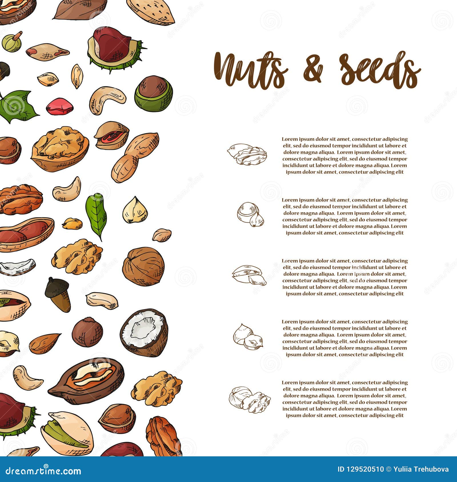 Natural Nuts and Seeds Template. Hand Drawn Objects for Your Design ...