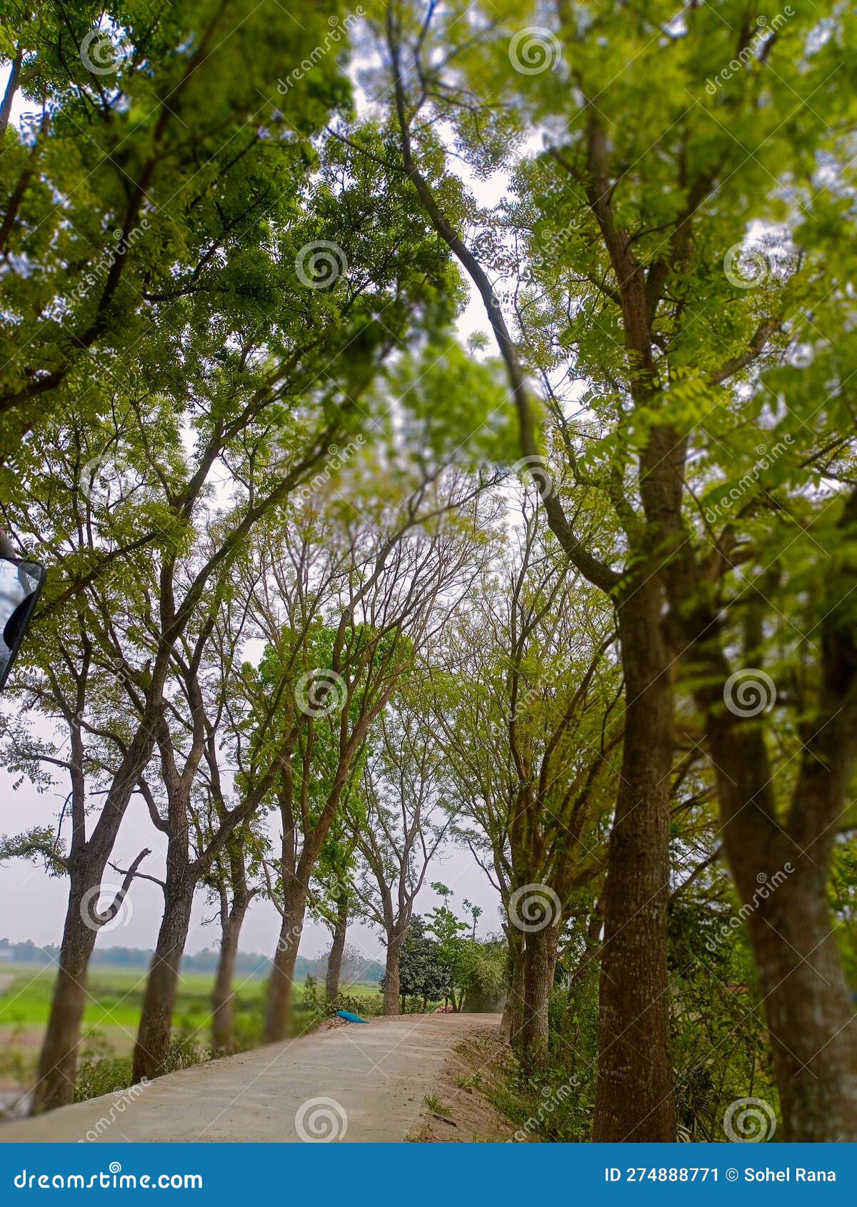 Natural Nuture Beautiful Beauty Road Tree Green Stock Image - Image of ...