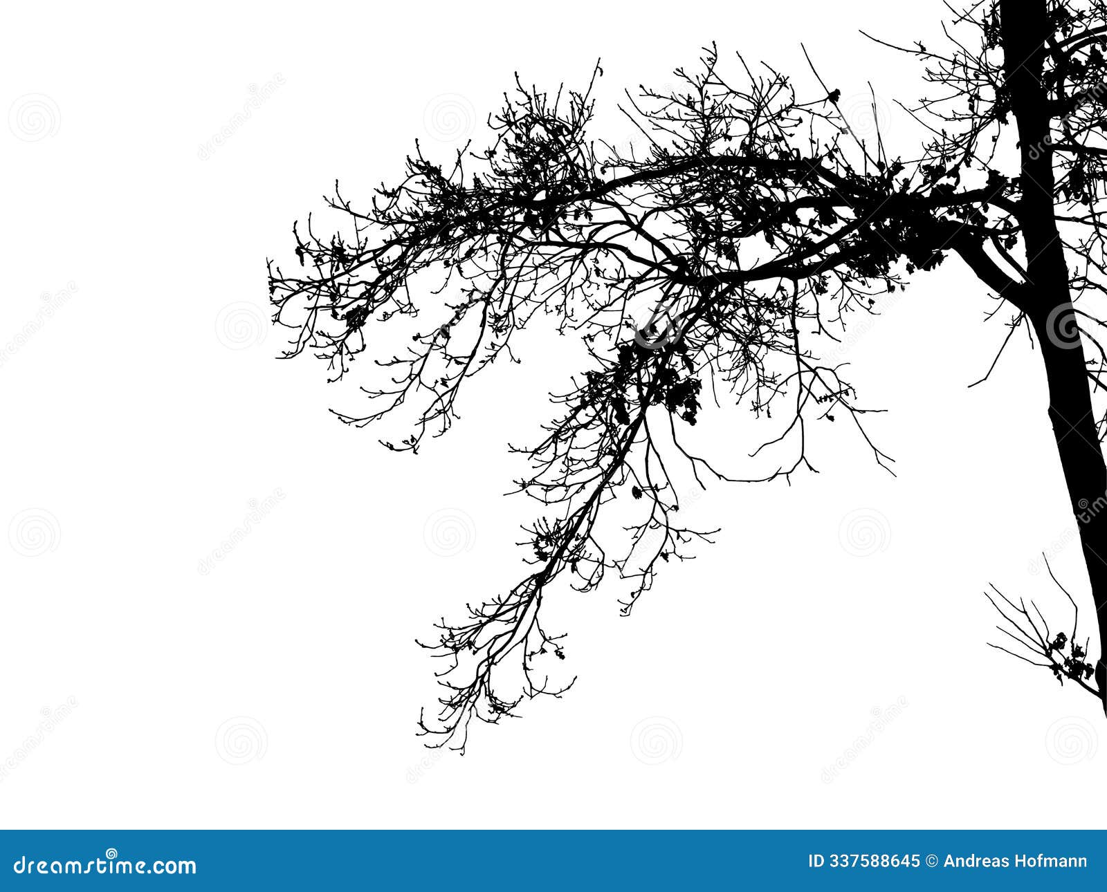 Oak Tree Branch Silhouette