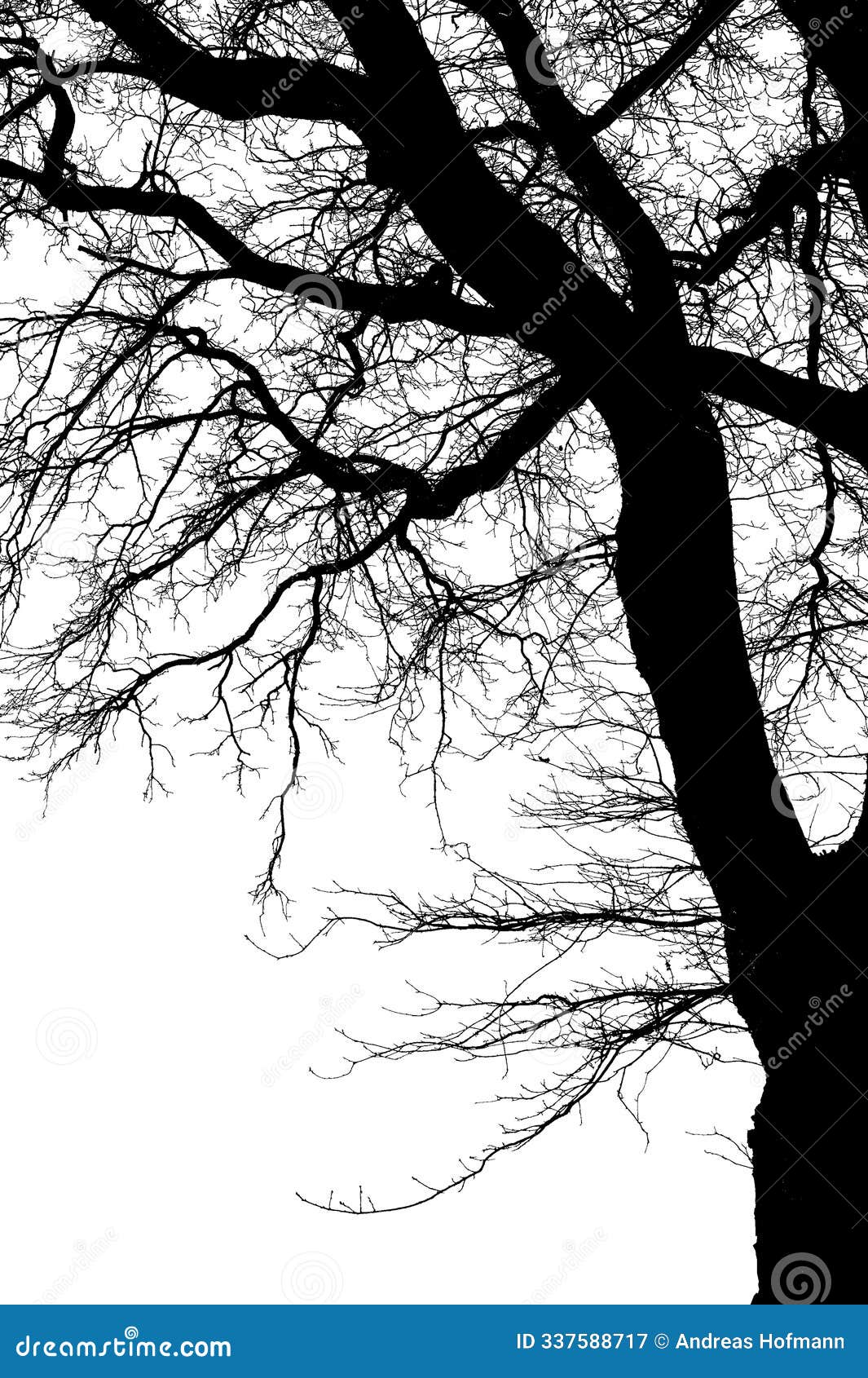 Natural Oak Tree Branches Silhouette on a White Background Stock ...