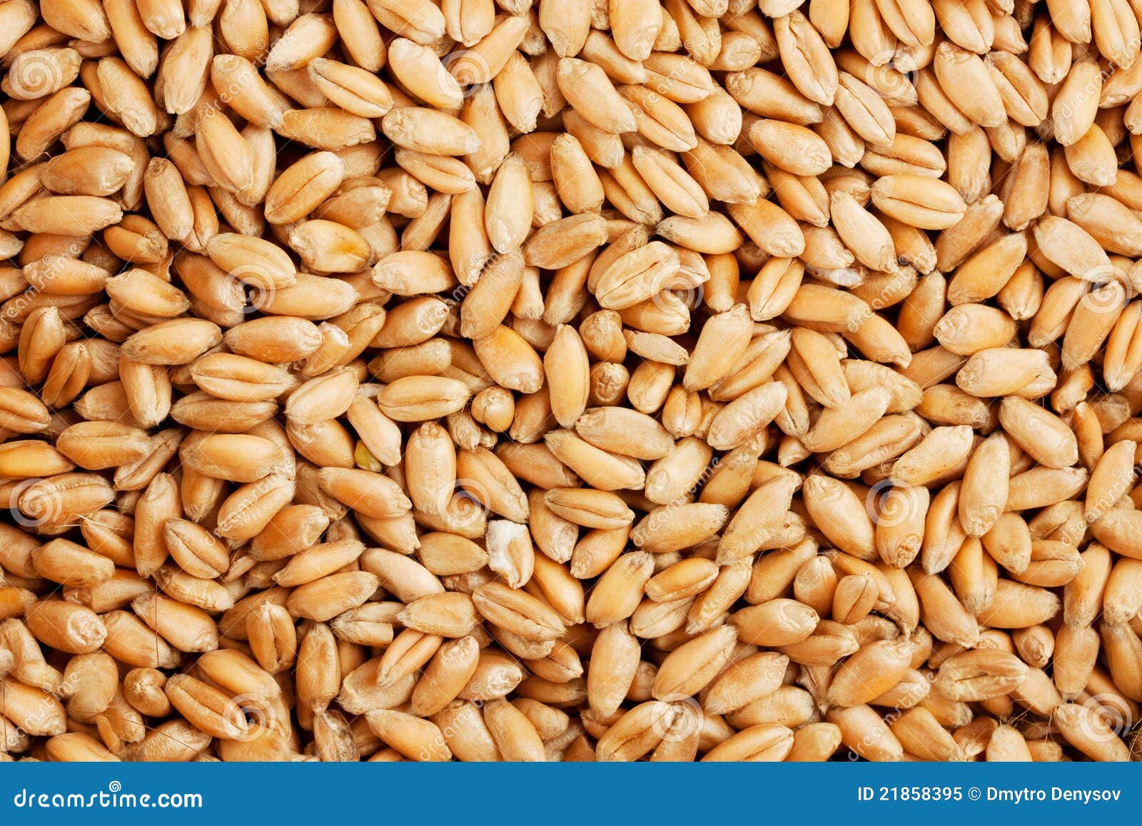 Natural oat grains stock image. Image of crop, diet, ripe - 21858395