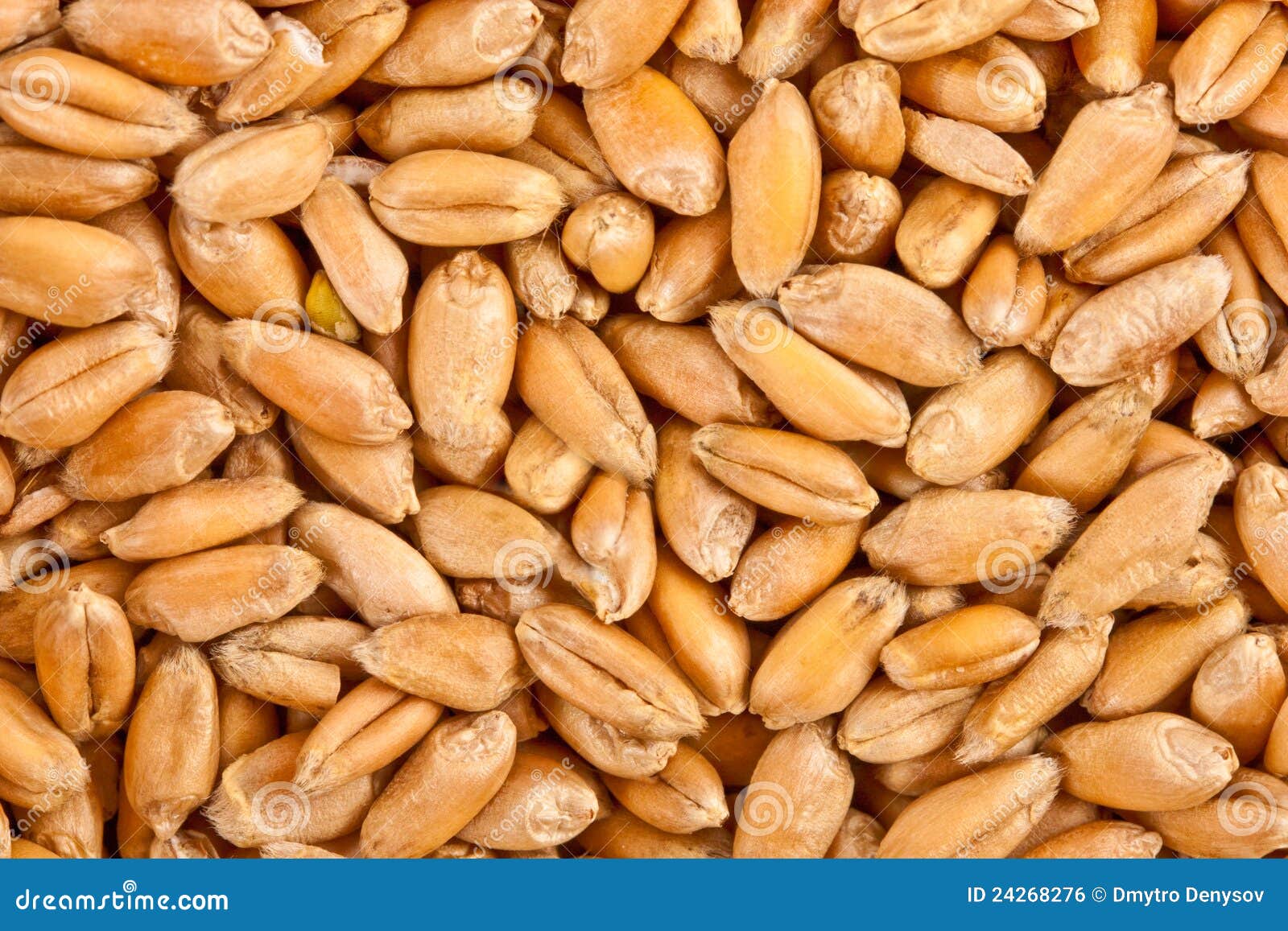 Natural oat grains stock photo. Image of core, corn, food - 24268276