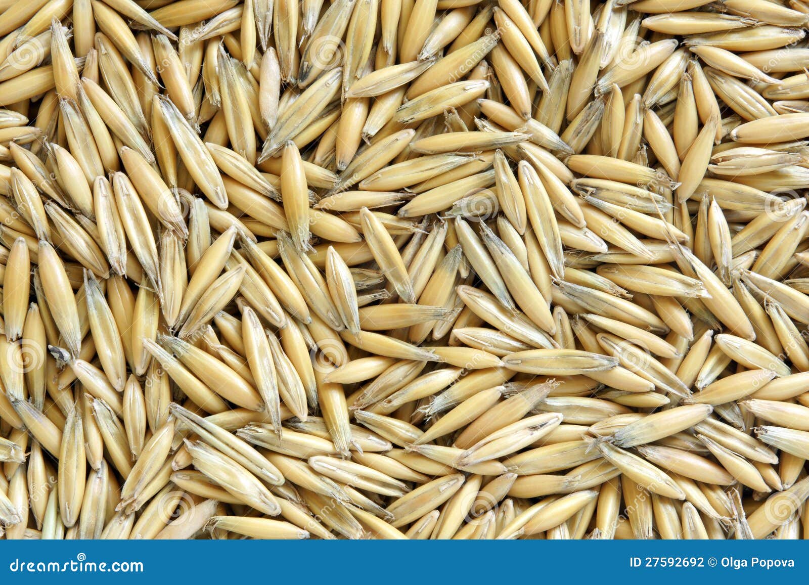 Natural oat grains stock photo. Image of dinner, ingredient - 27592692