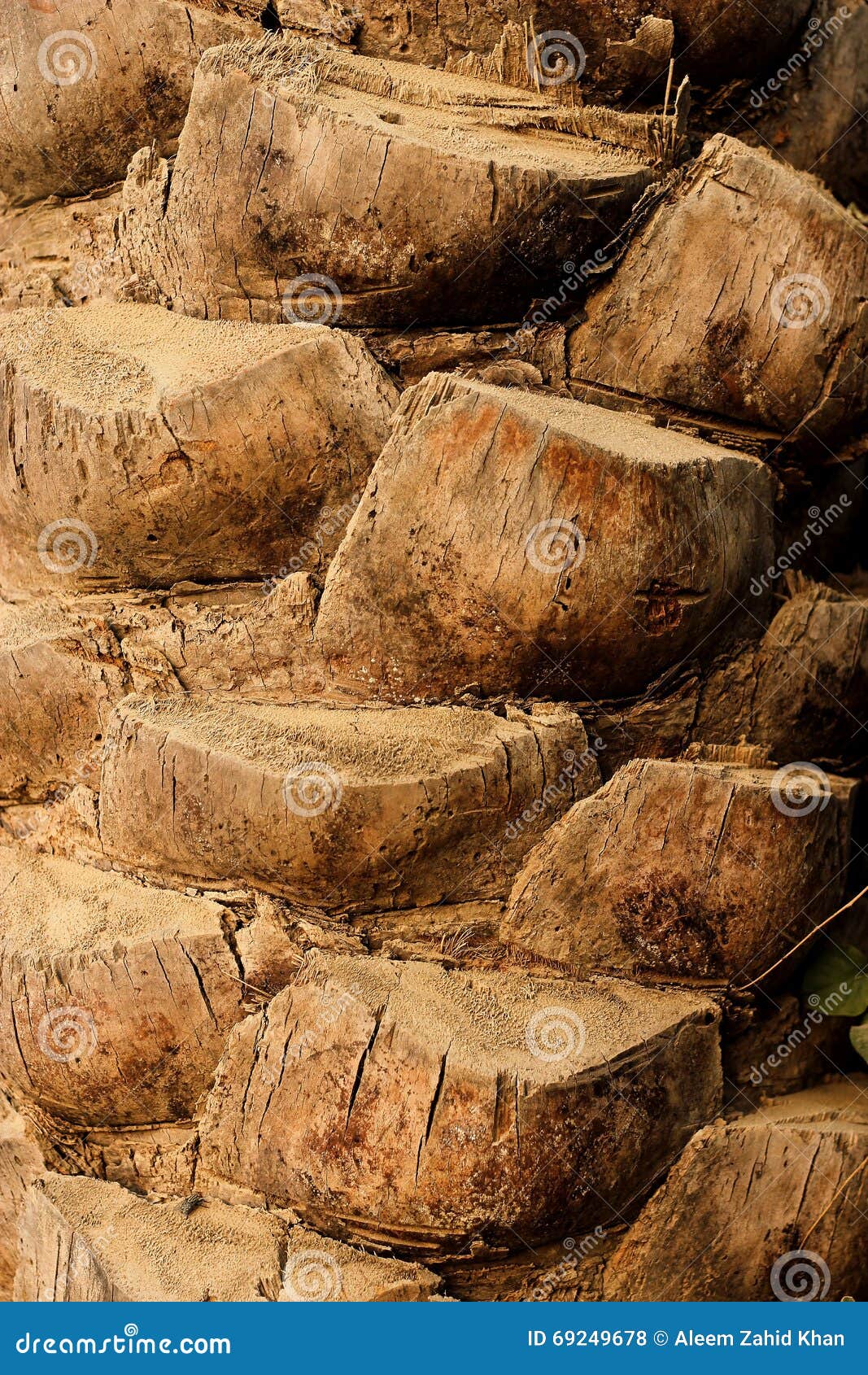 Natural Old Date Tree Wood Texture and Background Stock Photo - Image ...