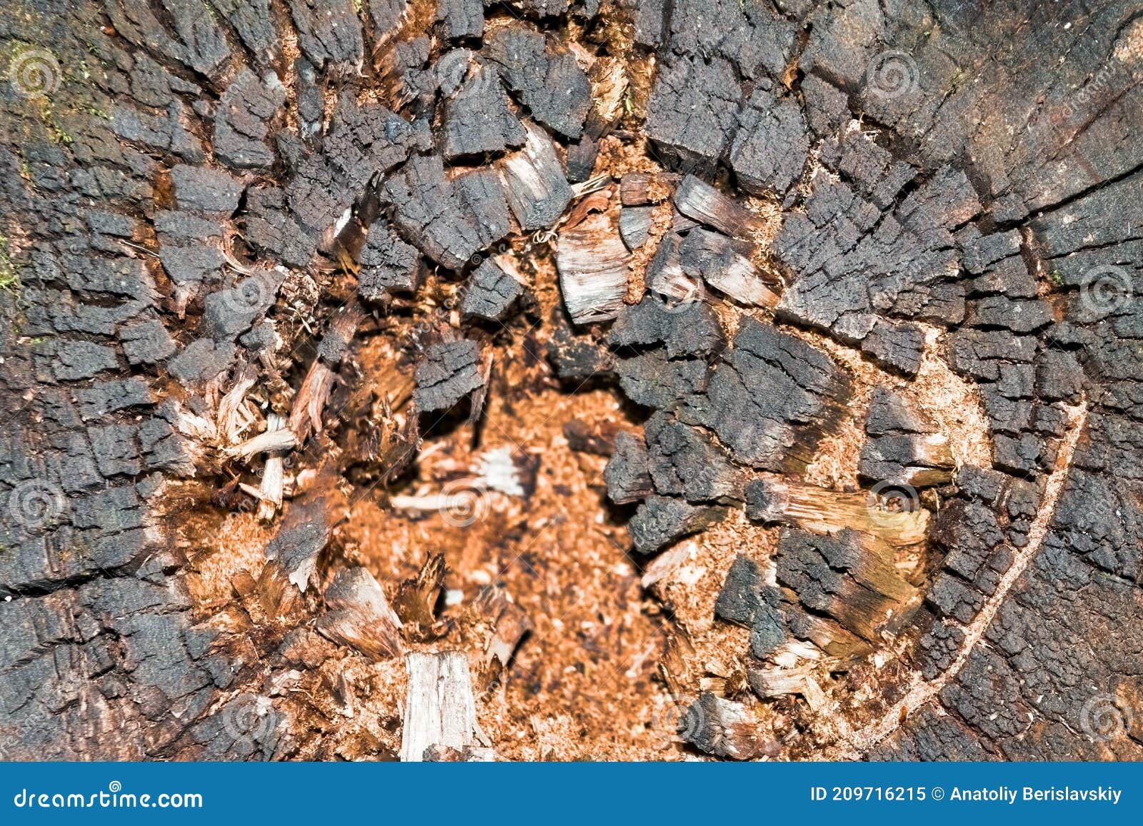 Natural Old Wood Texture of Cutted Tree Trunk, Close-up. the Texture of ...