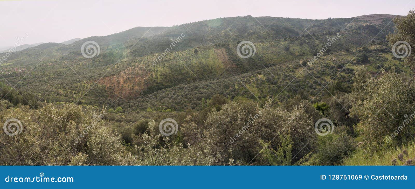 Natural Olive Fields from Top View. Stock Image - Image of rural ...