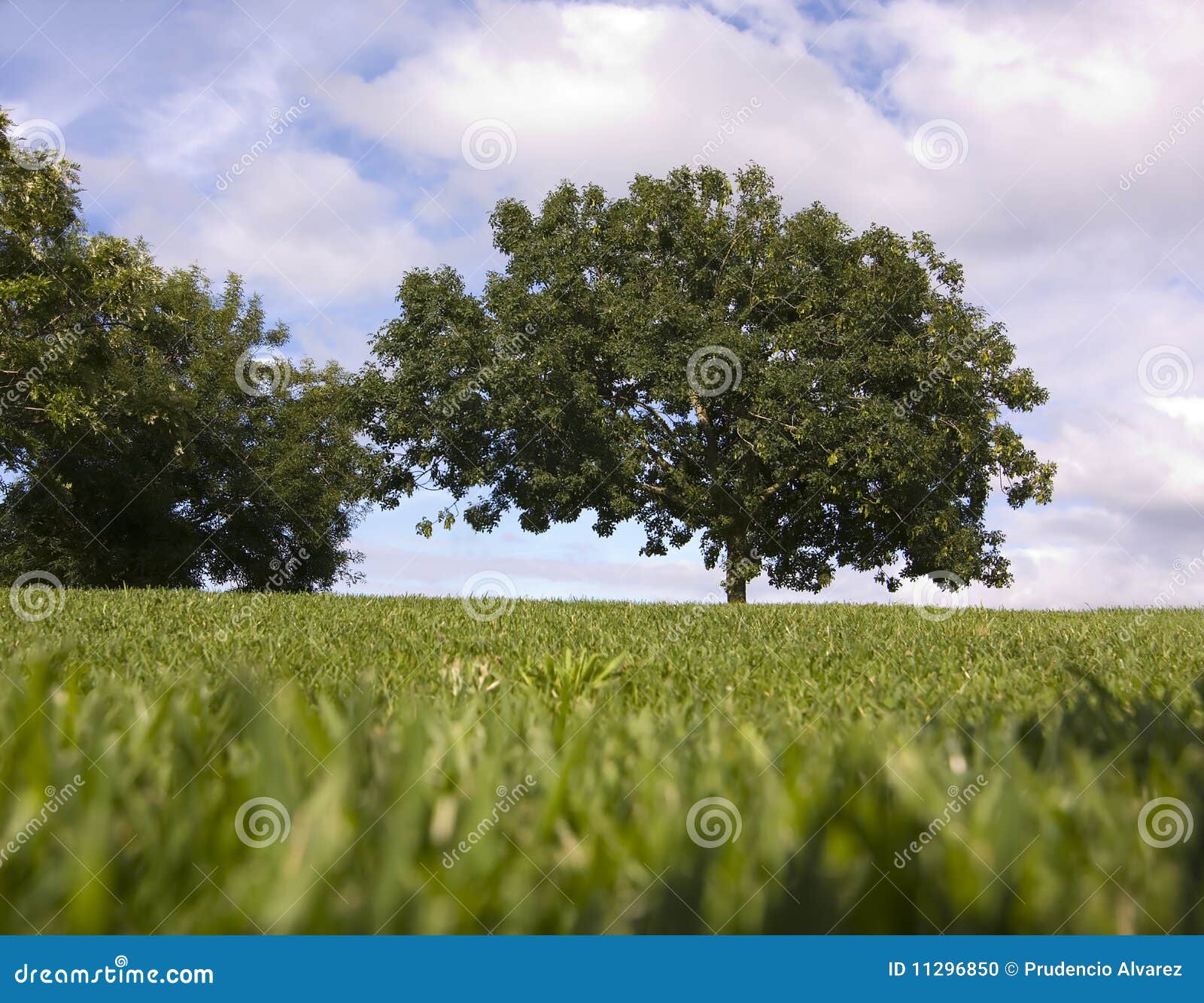 Natural Open Space and Green Stock Photo - Image of space, nature: 11296850