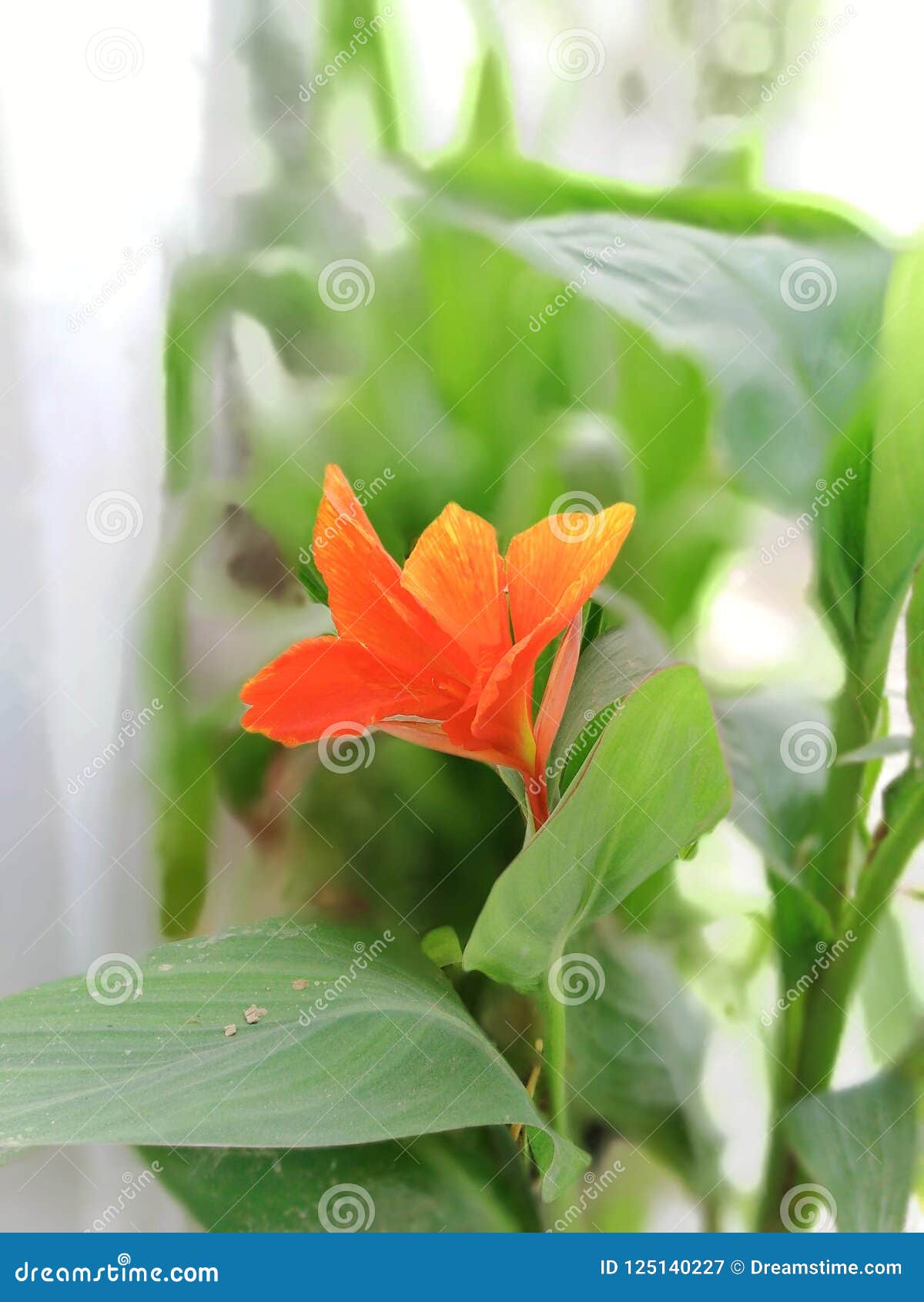 Natural stock image. Image of natural, beautiful, flower - 125140227