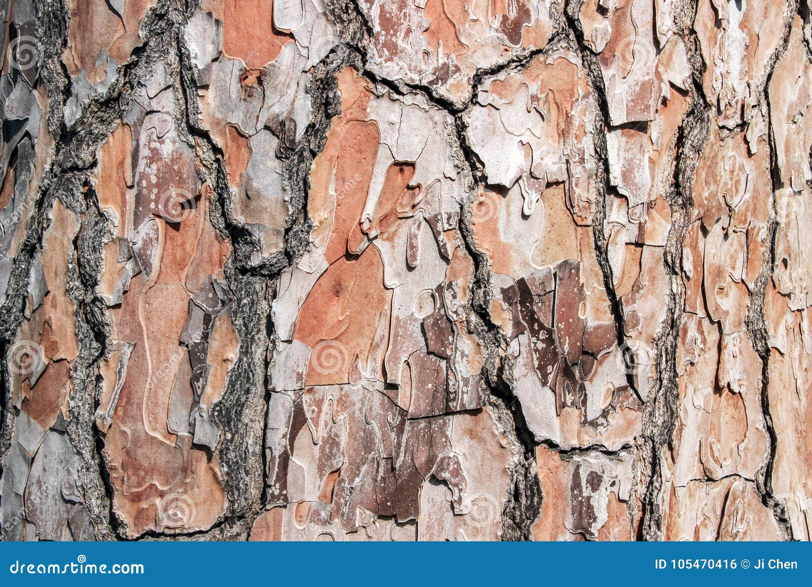Natural Orange Texture on Tree Bark Stock Photo - Image of surface ...