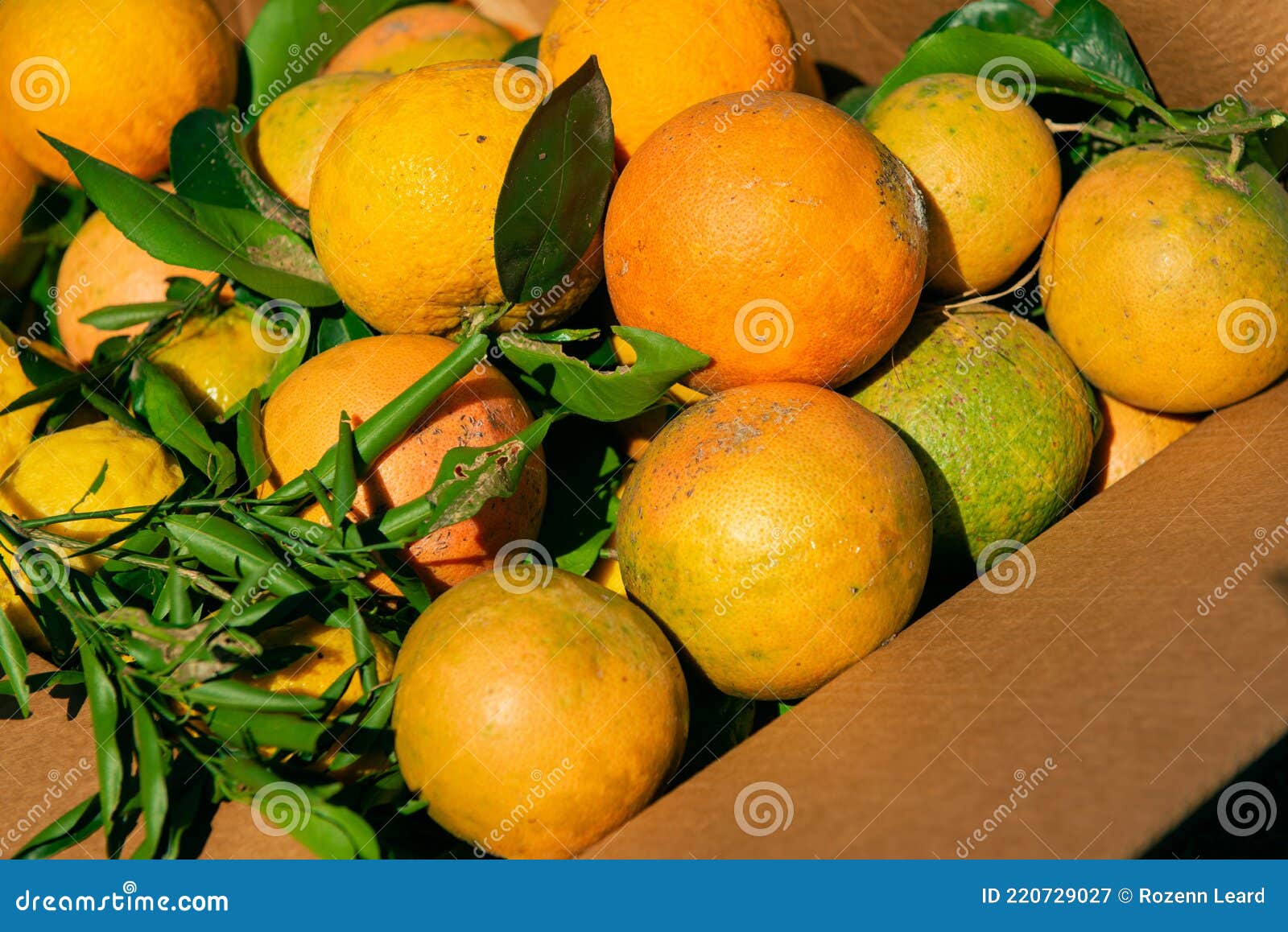 Natural Oranges from the Orchard Stock Image - Image of oranges ...