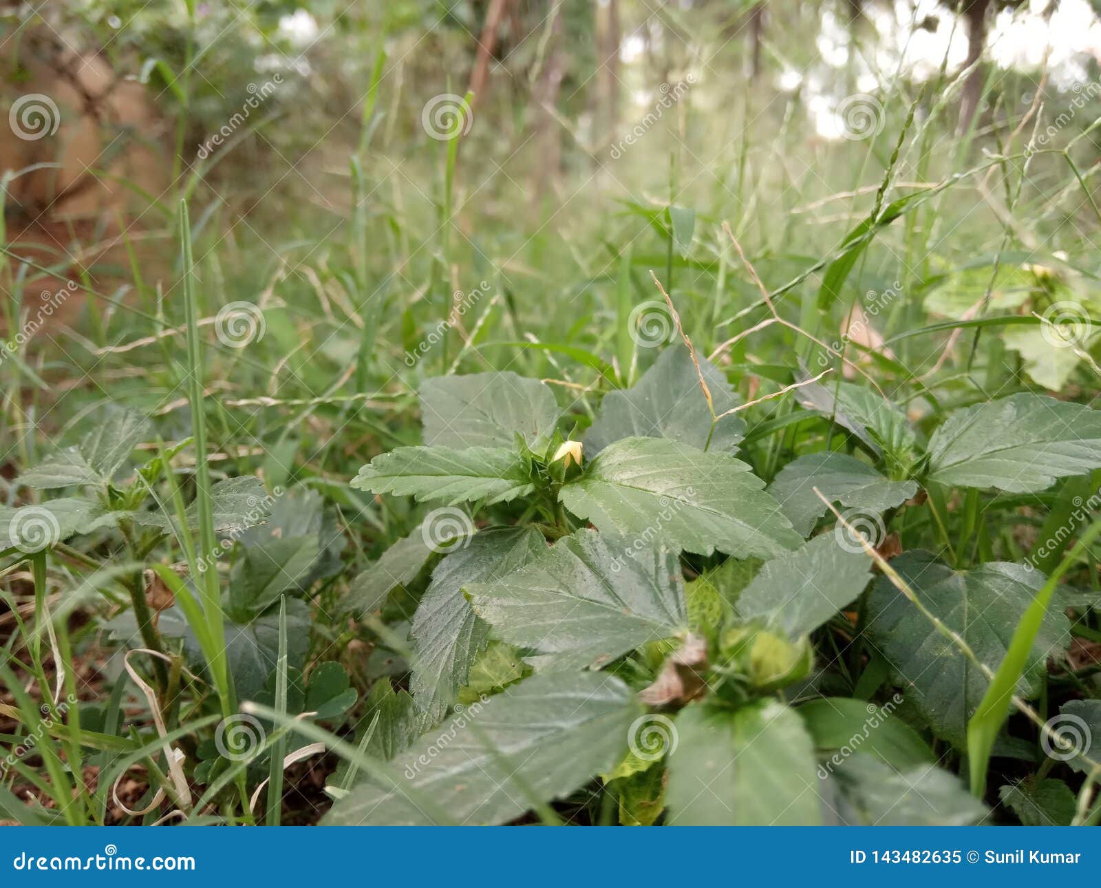 Natural Organic Image Natural Original Image Super Good Stock Image ...