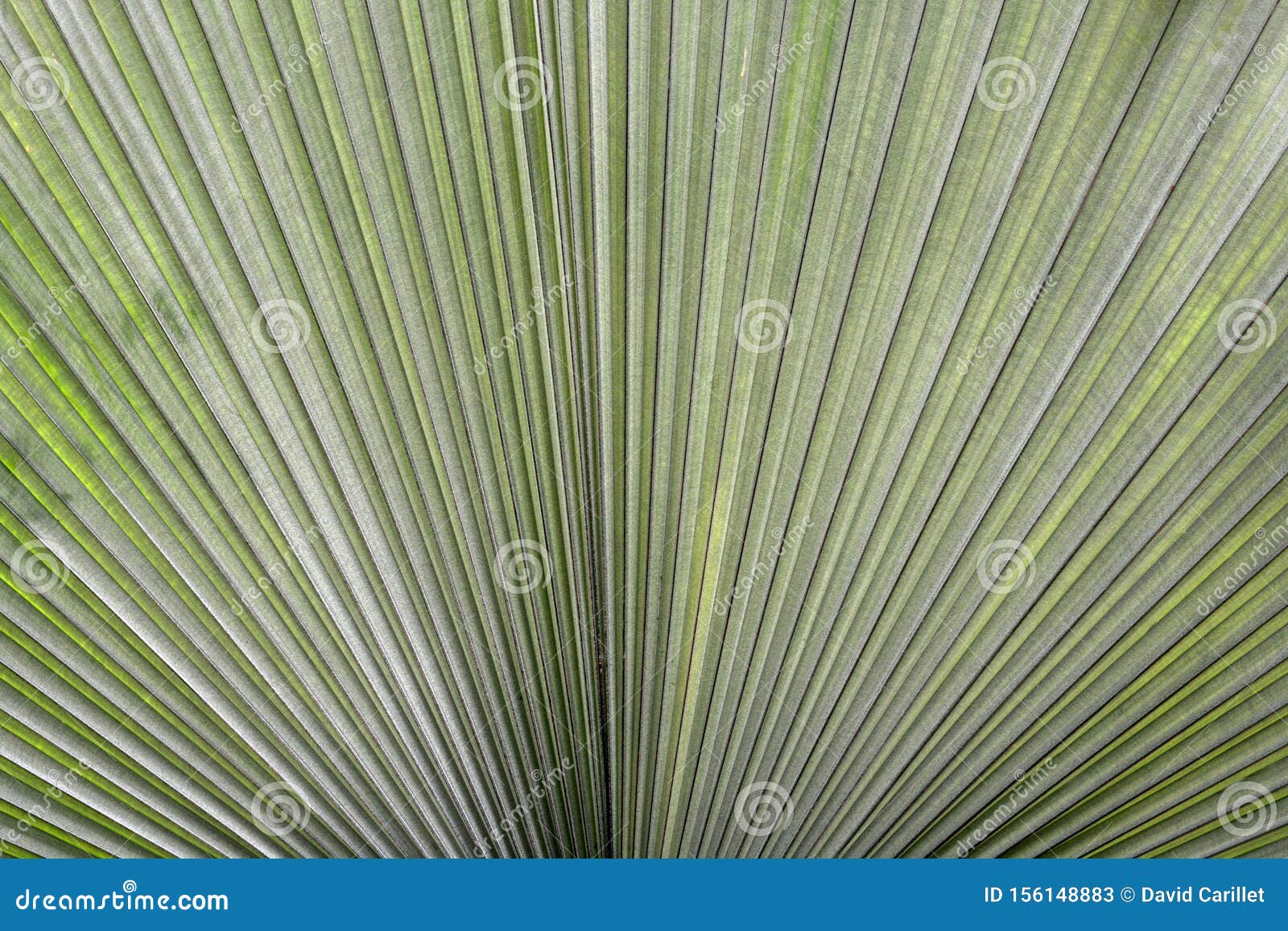 Natural Palm Frond Background Texture Gently Lit from Behind Stock ...