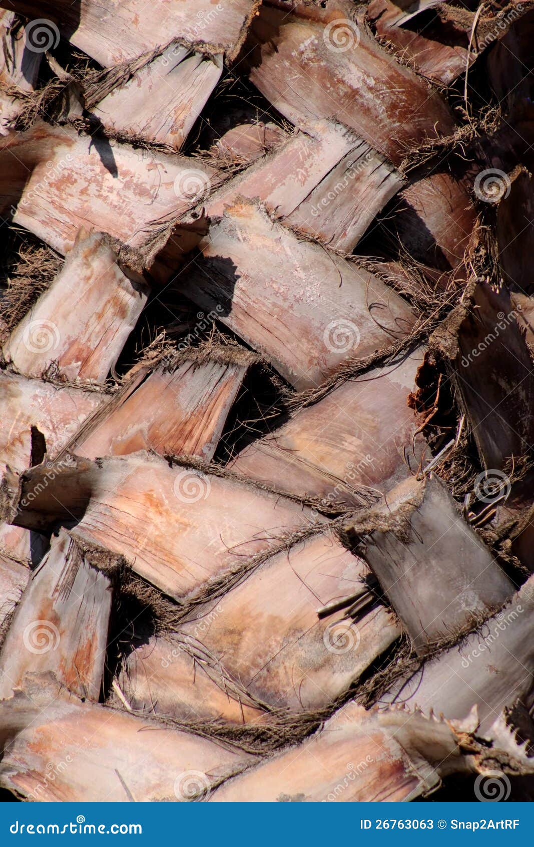 Natural Palm Tree Stem Cut Braches Picture. Image: 26763063