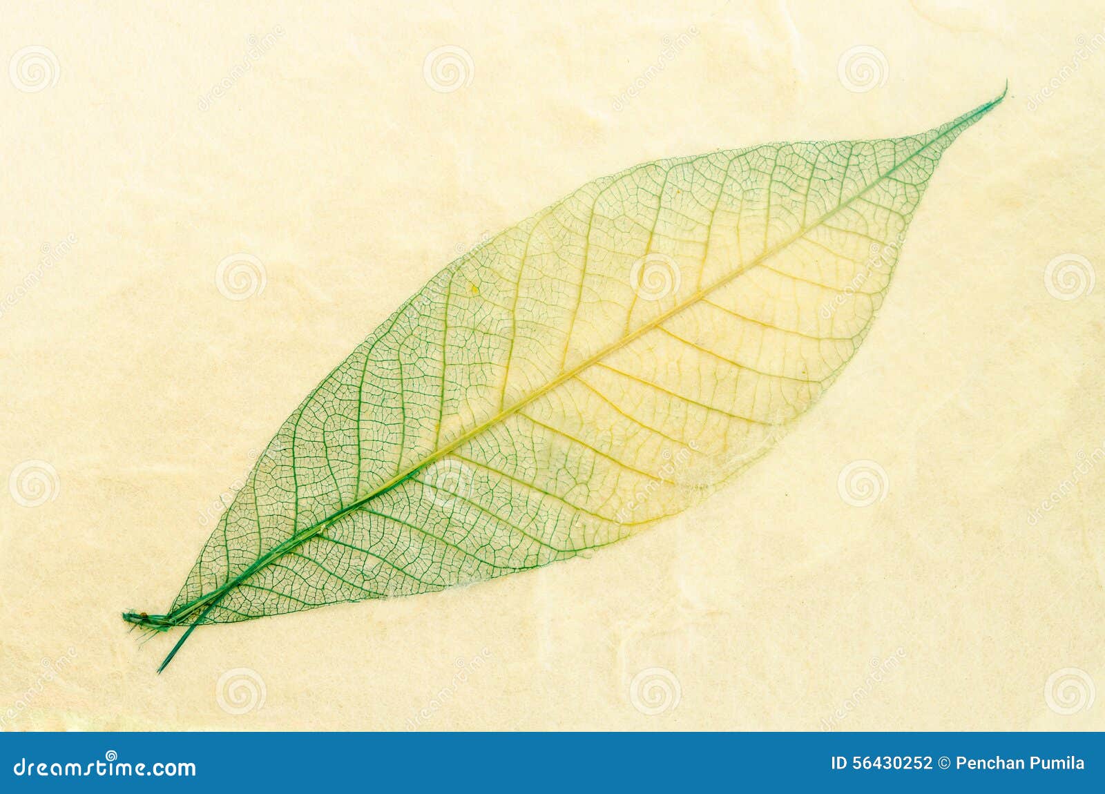 Natural Paper Structure Made from Dried Leaves. Stock Photo - Image of ...