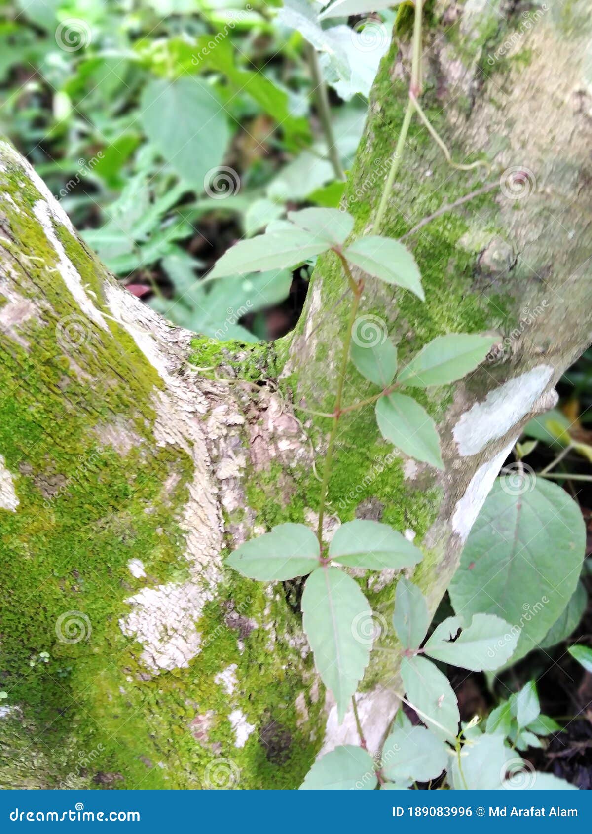 Natural Parasites Tree on Jungle Stock Photo - Image of parasite, climb ...