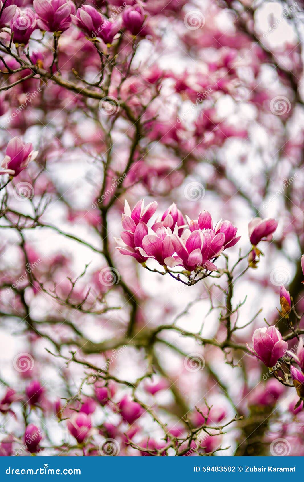 Natural Park, Trees, Flowers Stock Photo - Image of flower, magnolia ...
