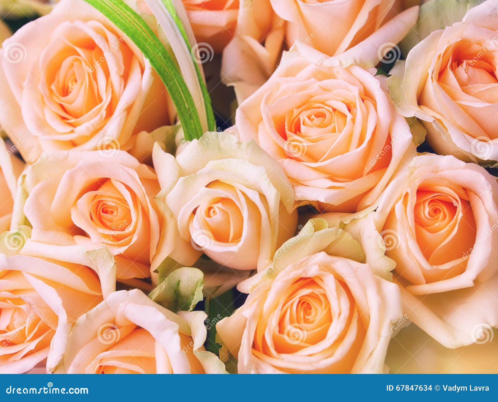 Natural Pastel Roses Background Stock Photo - Image of holiday, pastel ...