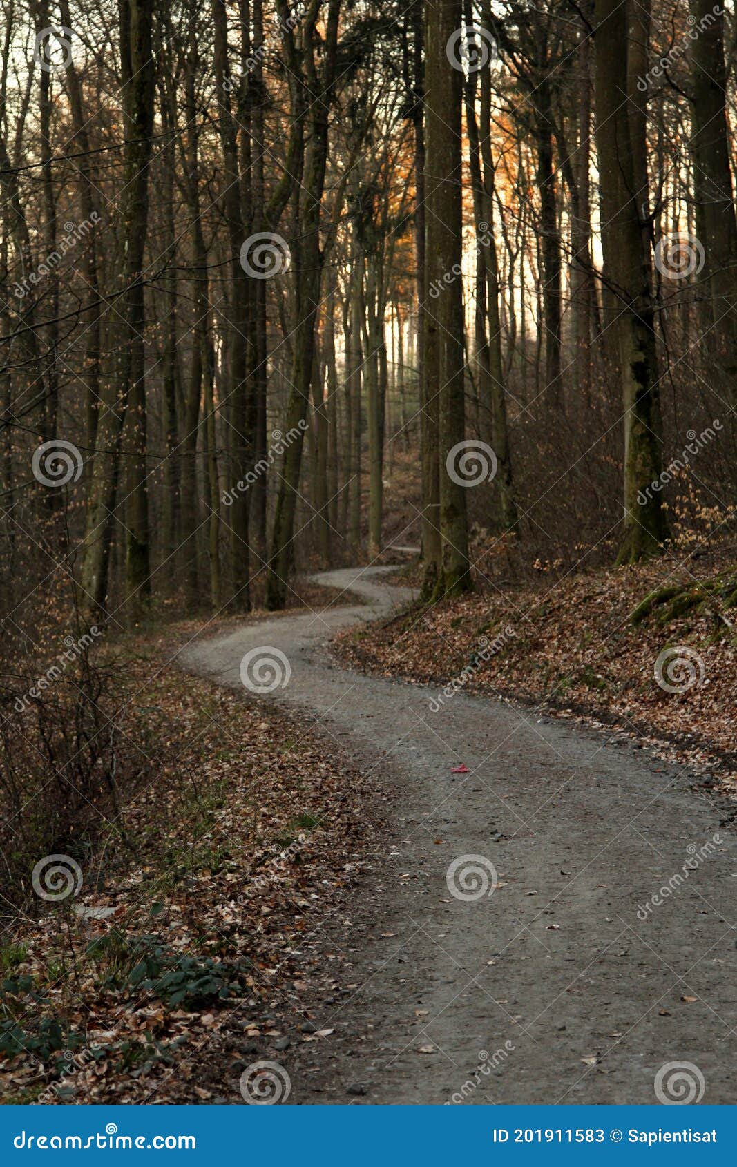 Natural Path in Autumn Forest Stock Image - Image of mood, trees: 201911583
