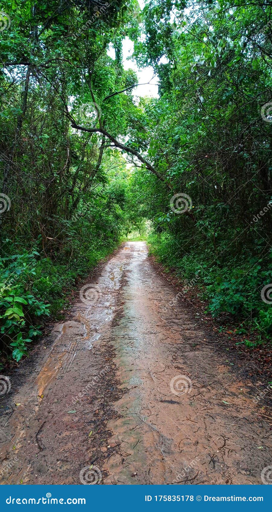Natural path forest stock photo. Image of path, road - 175835178