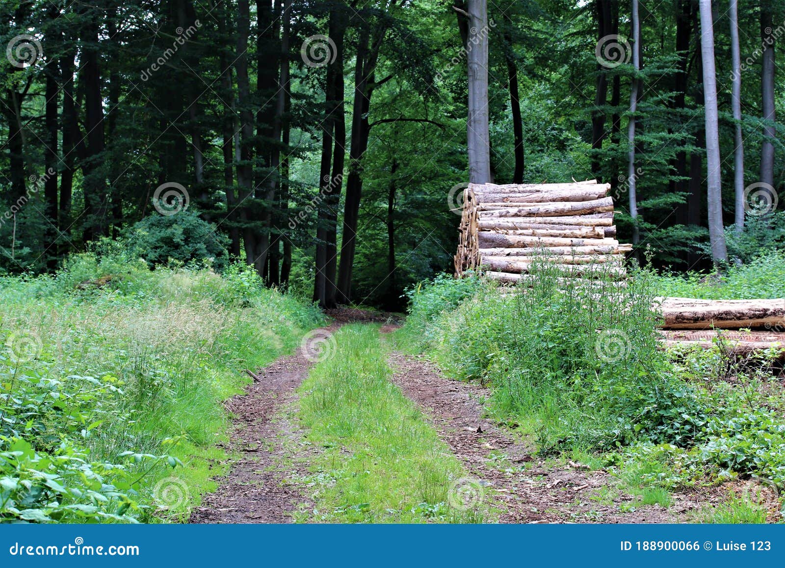 Natural Path In The Forest With Grass On The Median And Stack Of Wood ...