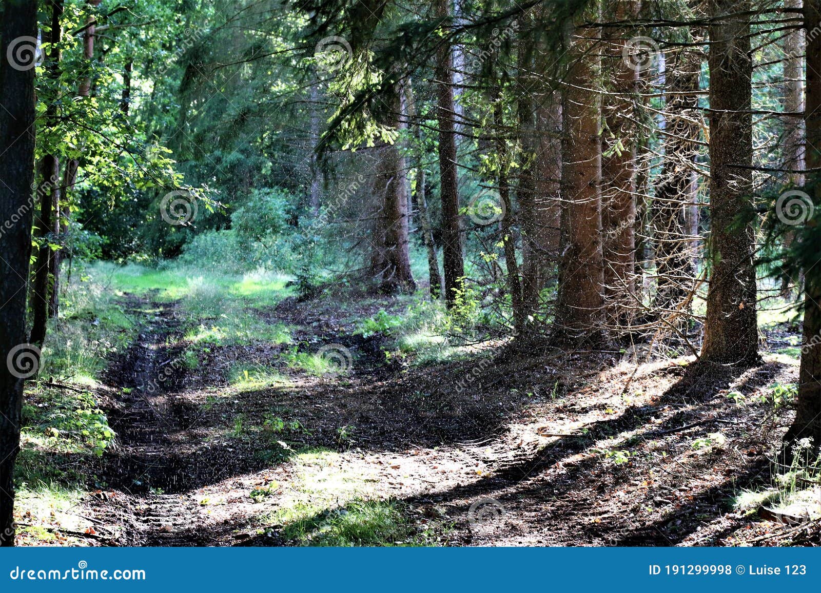 Natural Path in the Forest during Rain and Sunshine Stock Photo - Image ...