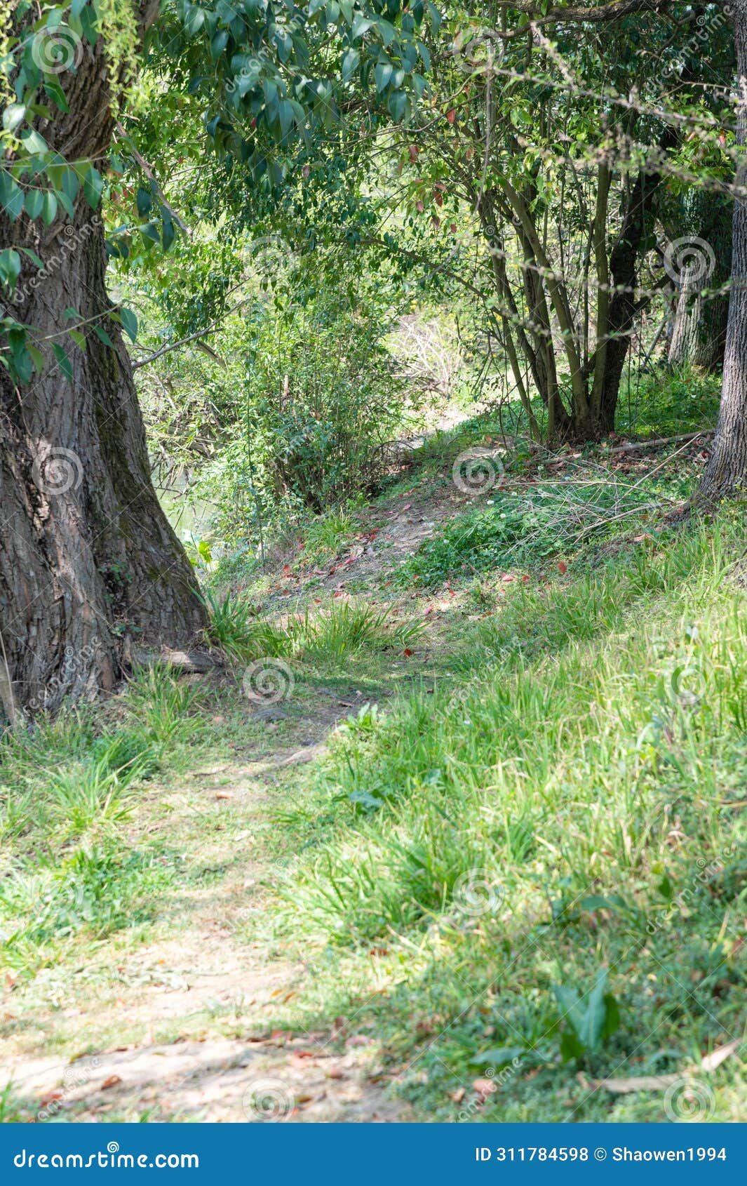 Natural path stock photo. Image of bending, road, grass - 311784598