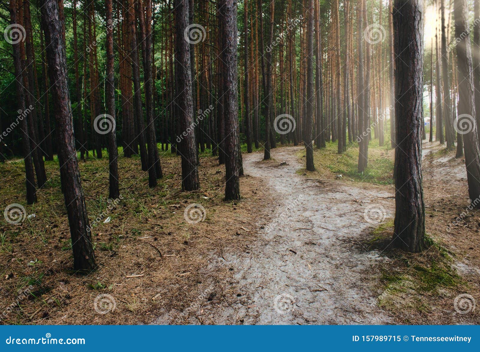 A Natural Path Leading through the Trees in a Forest Stock Image ...