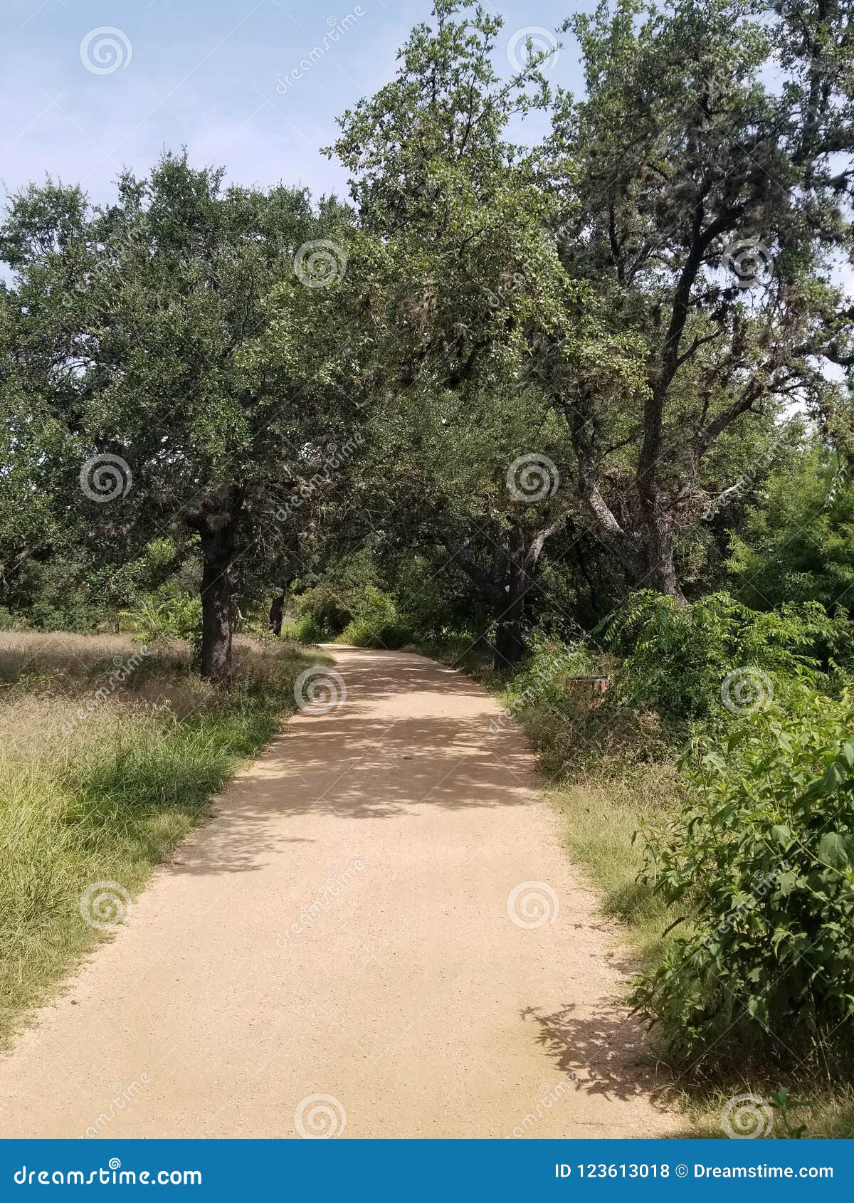 Nature Walk stock photo. Image of trees, walk, nature - 123613018