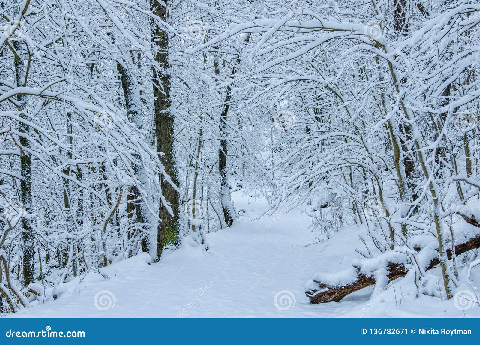 A Natural Path through the Snowy Forest Stock Image - Image of winter ...