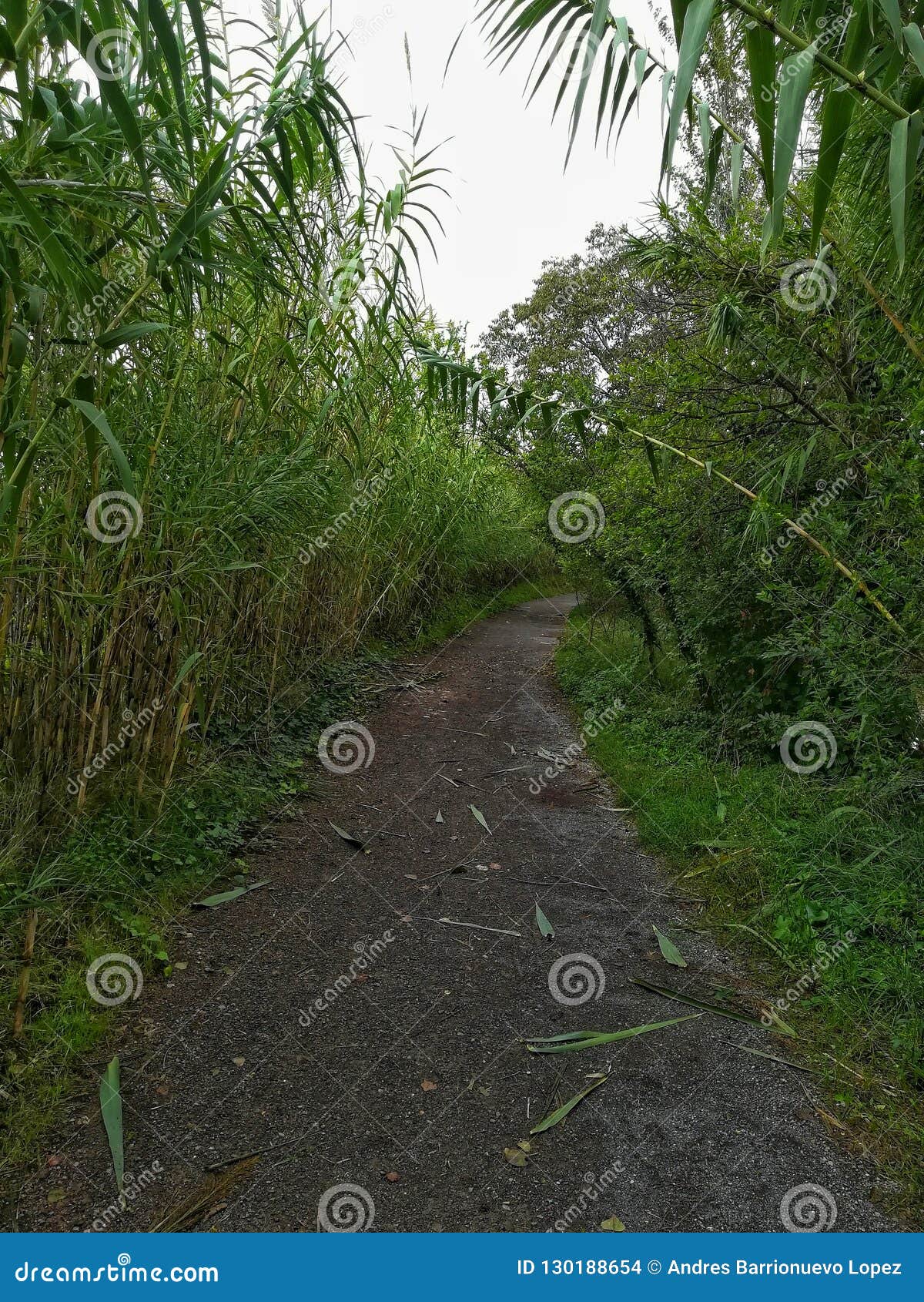 Natural path stock photo. Image of vegetation, lots - 130188654