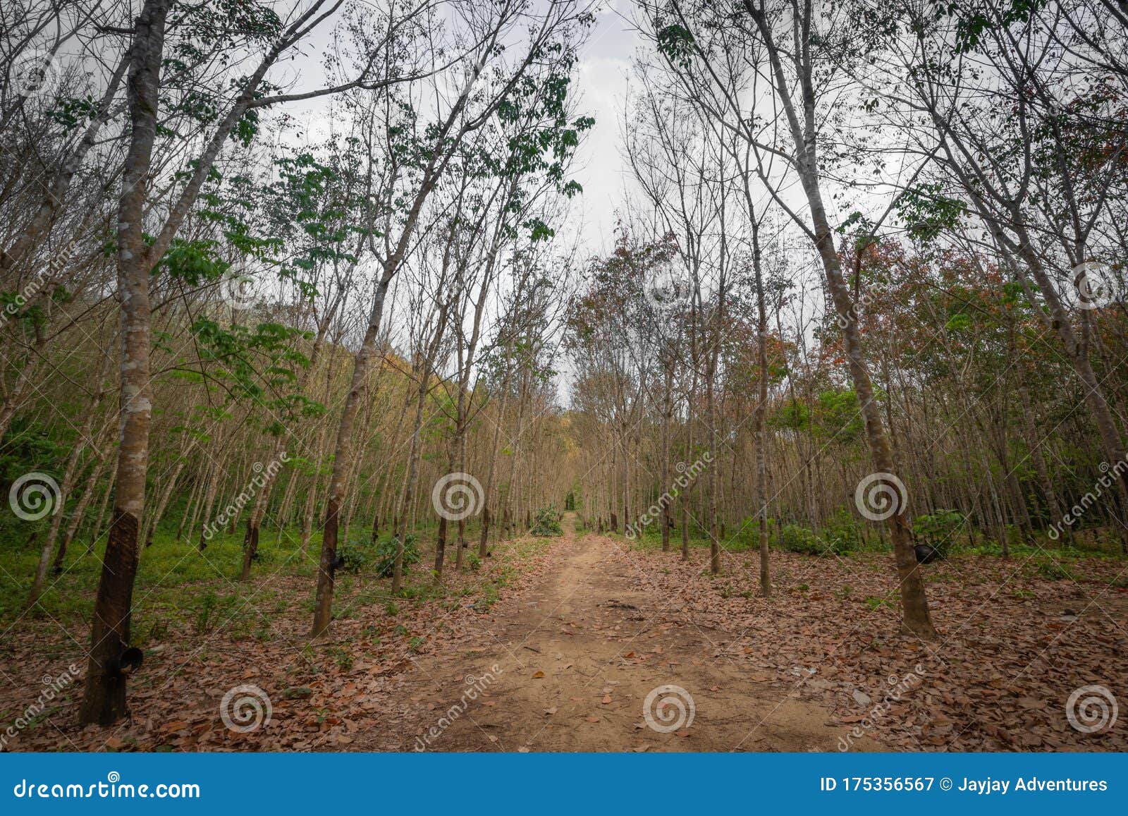 A Natural Path and Tall Trees Leading through Ahead To the Forest ...
