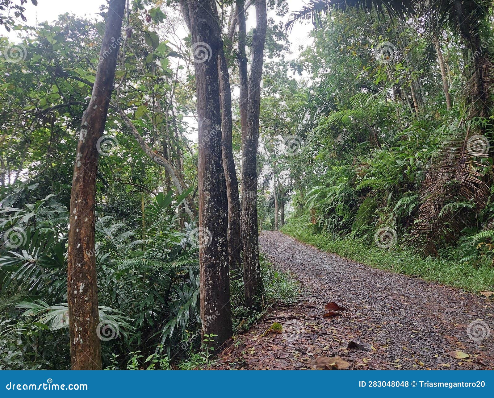 Natural Path in the Tropical Forest with Fallen Leaf after Rain Stock ...