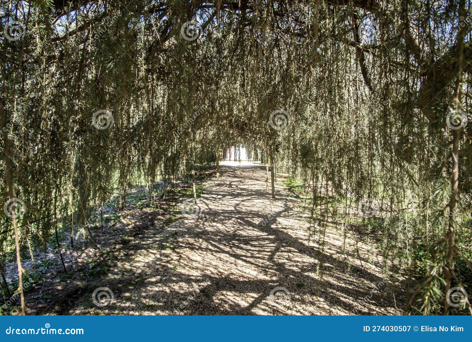 A natural path stock image. Image of walk, woodland - 274030507