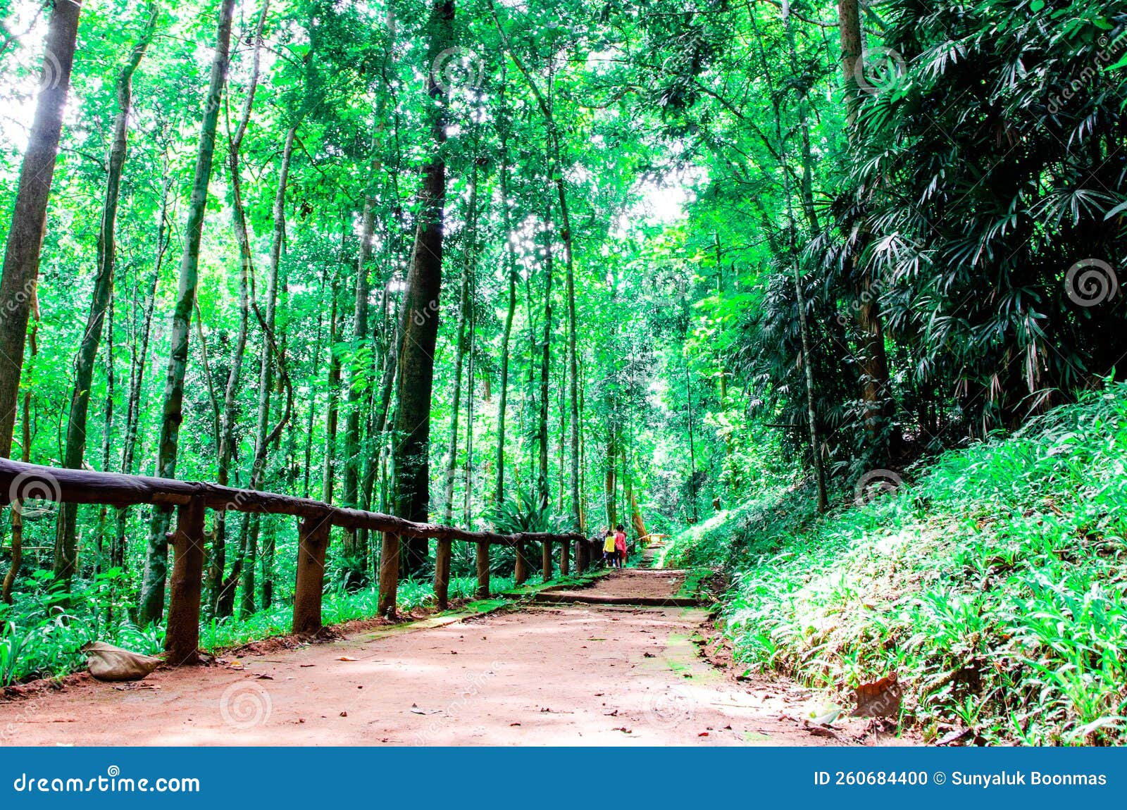 Natural Pathway in the Fresh Green Forest Stock Photo - Image of ...