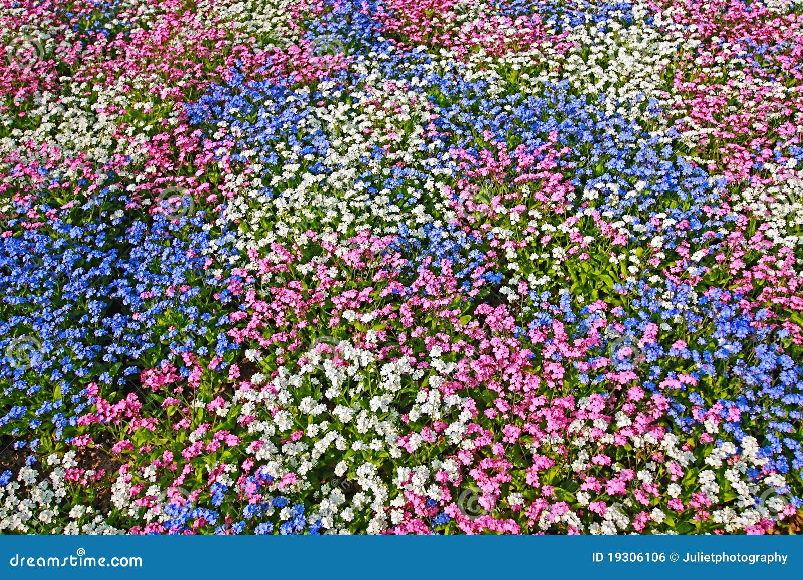Natural Pattern with 3 Colour Flowers Stock Photo - Image of attractive ...