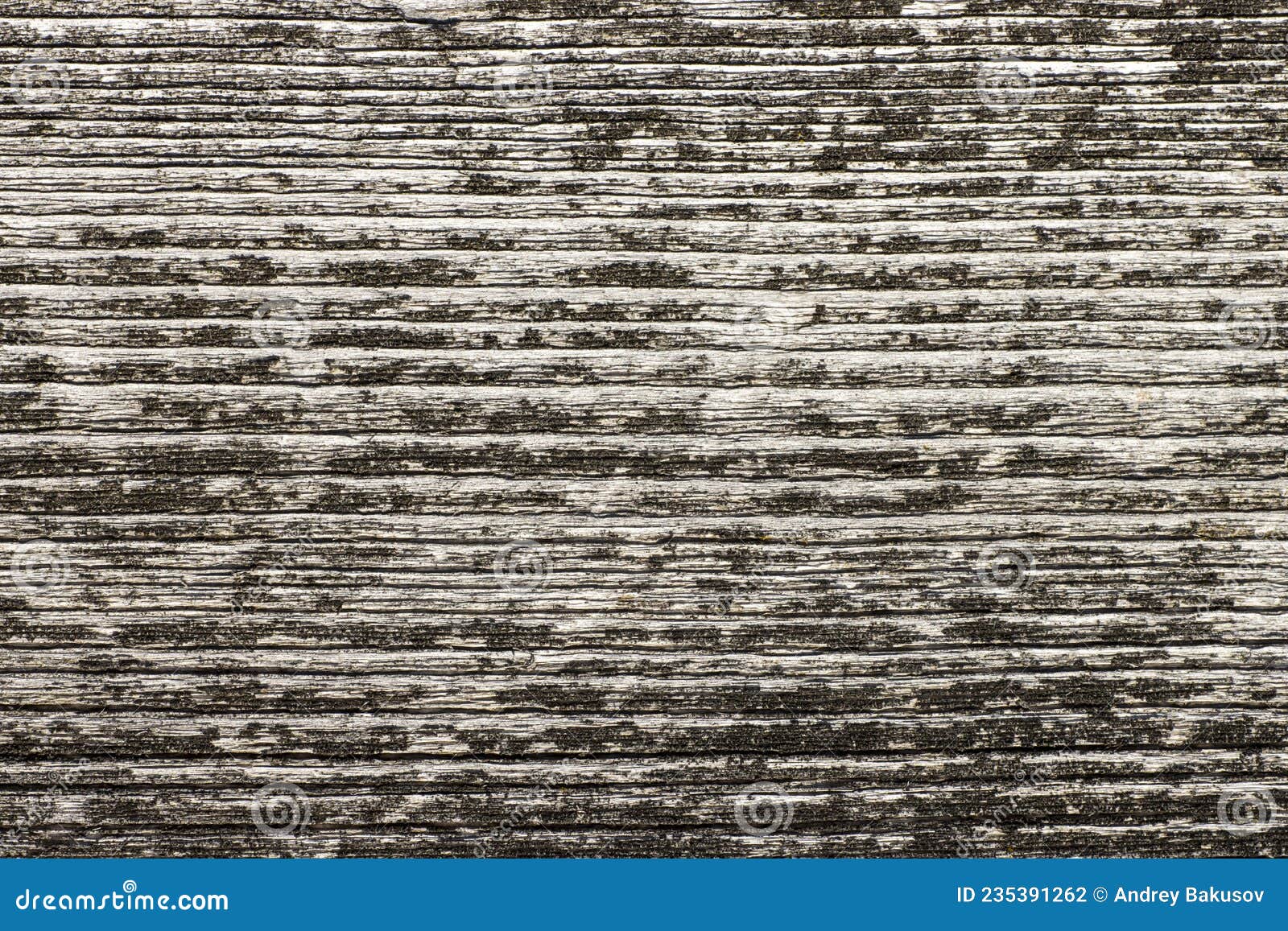 Natural Pattern of Annual Rings of an Old Cut Tree, Textured Background ...