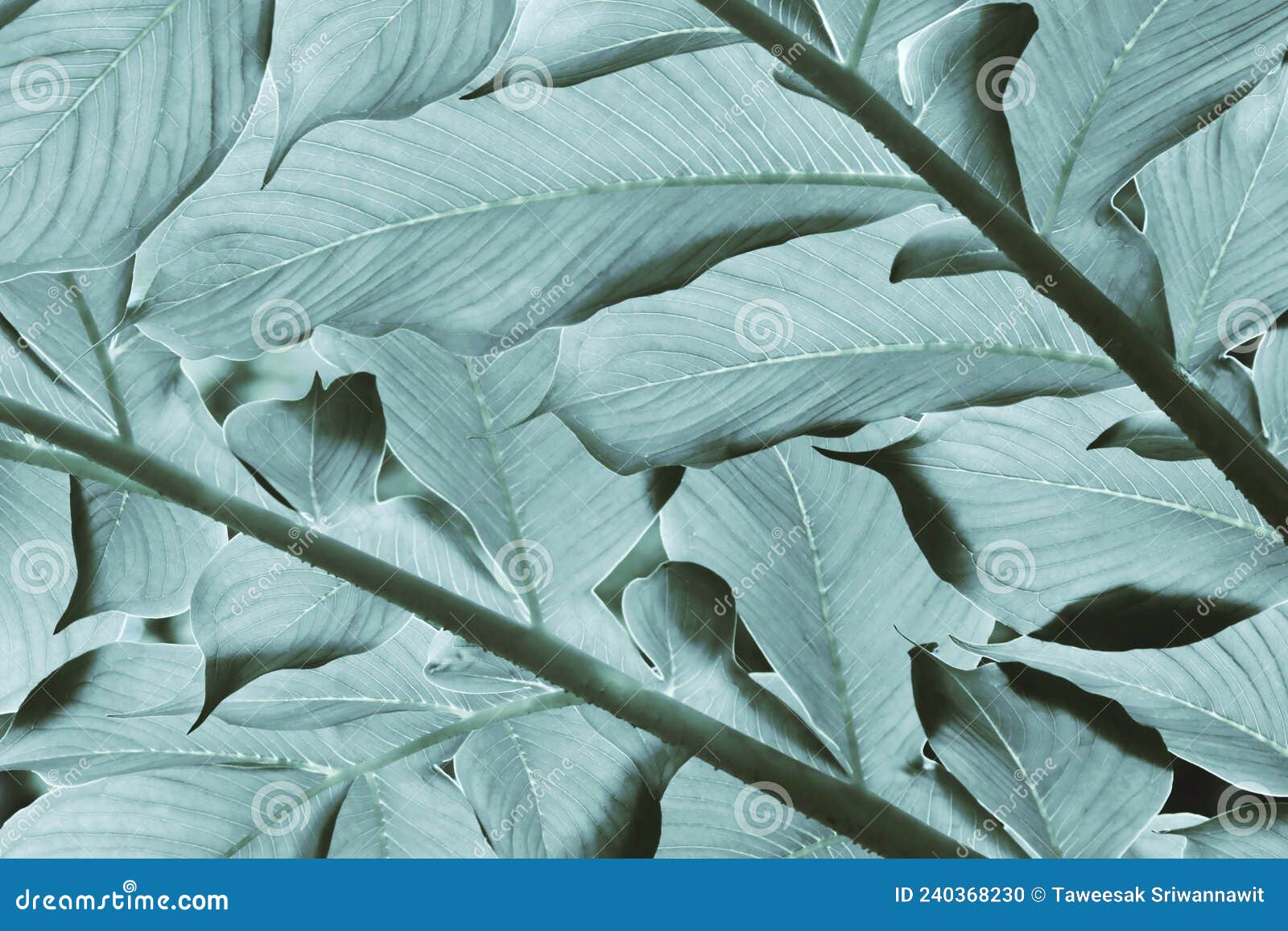 Natural Pattern Background of Tropical Leaves in Blue Tone Color Stock ...